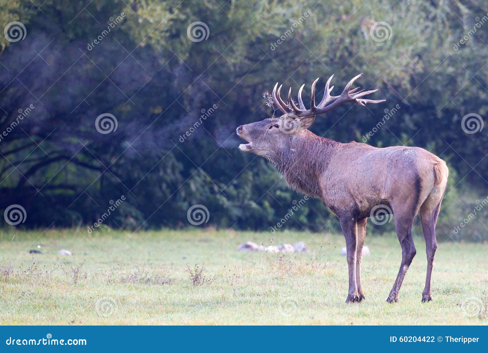 Red Deer during the Autumn Roaring Stock Photo - Image of roar, season ...