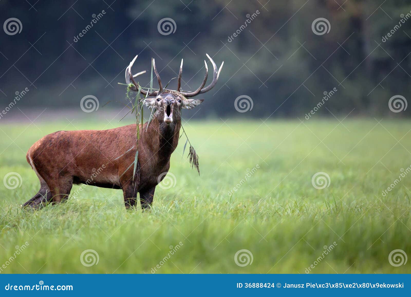Red Deer Bellowing in a Clearing Stock Photo - Image of animal, poland ...