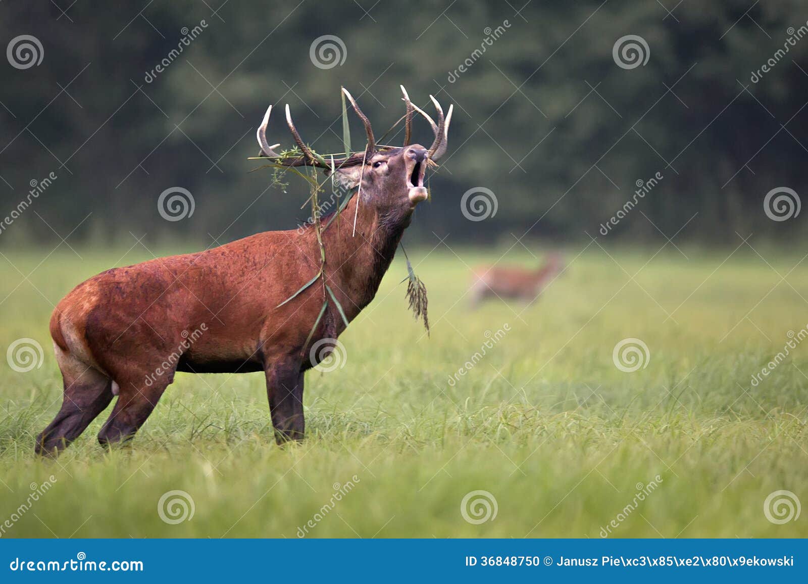 A Red Deer Bellowing in the Wild. Stock Photo - Image of bellow, male ...