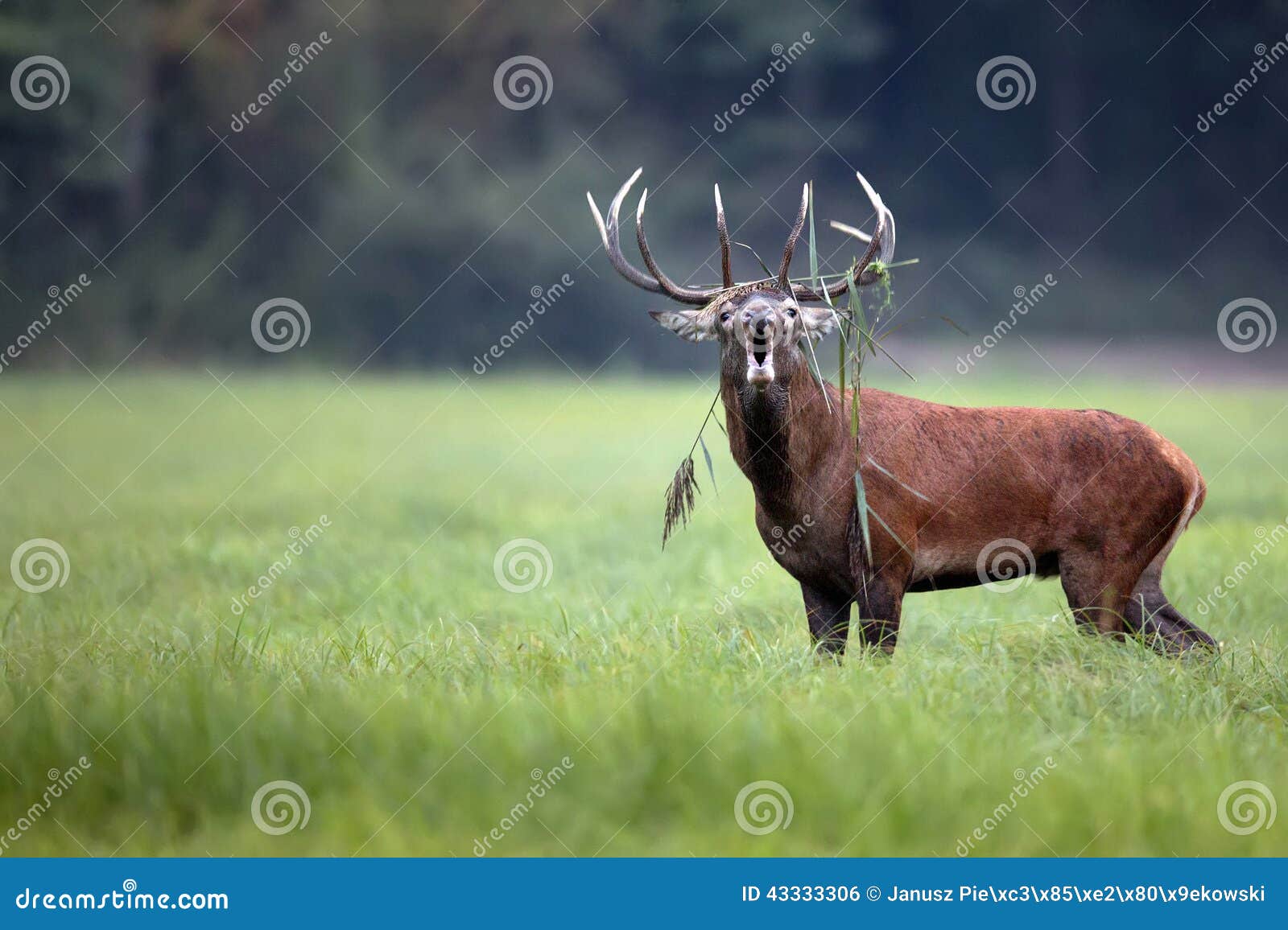 Red Deer Bellowing in the Wild Stock Photo - Image of forest, mammals ...