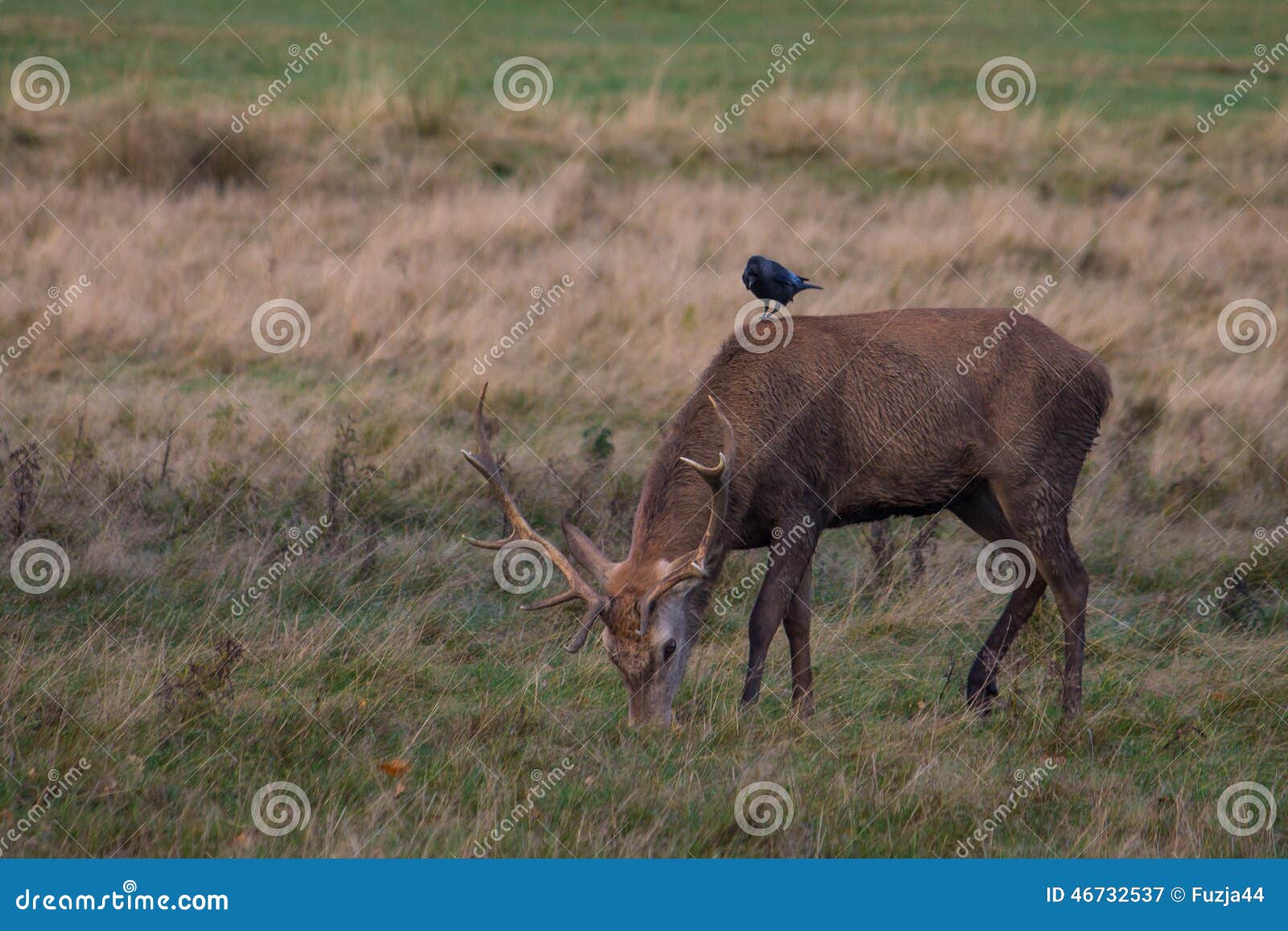 Red deer stock image. Image of danger, beautiful, bird - 46732537