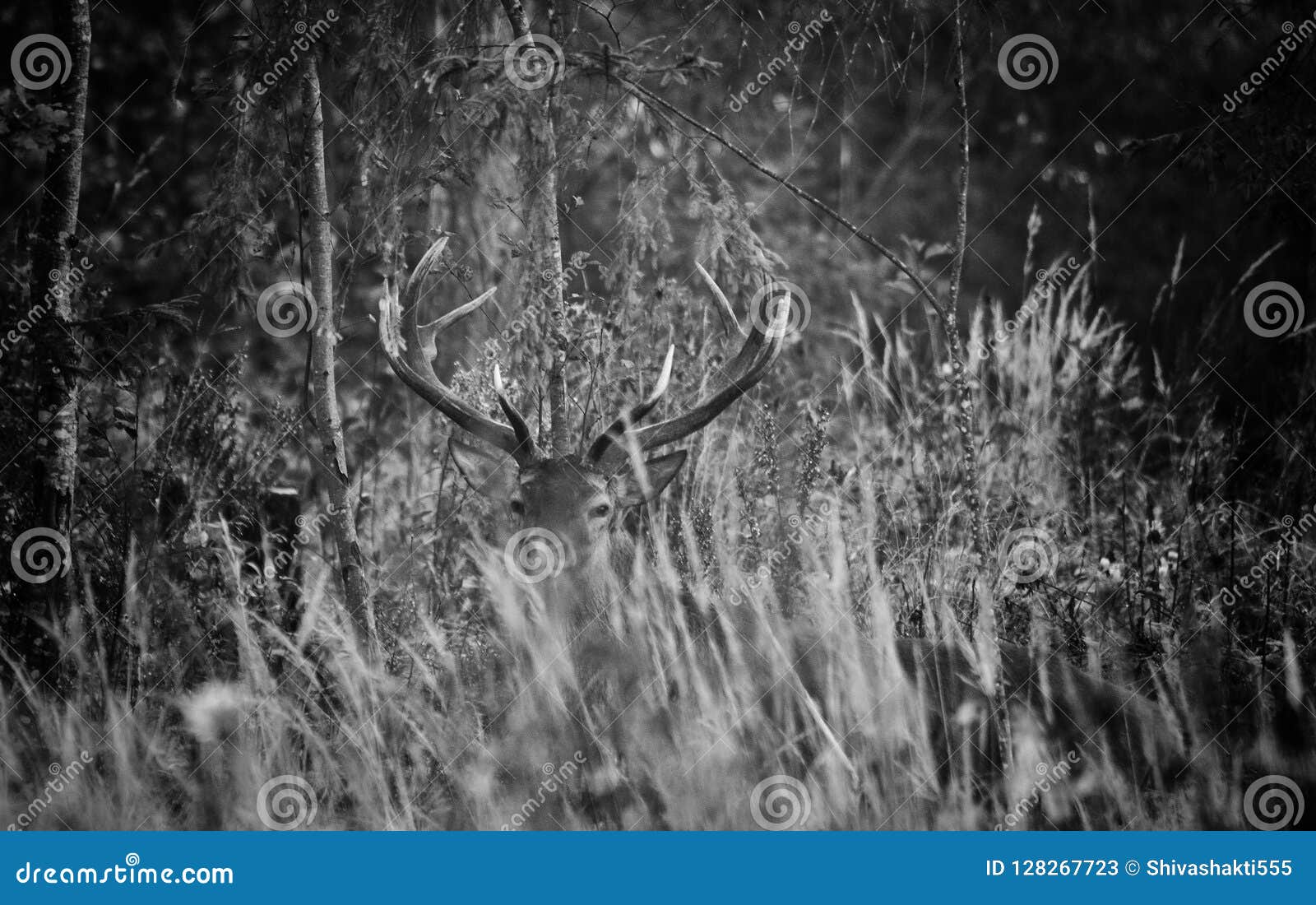 Red Deer in Black and White Stock Image - Image of deer, white: 128267723