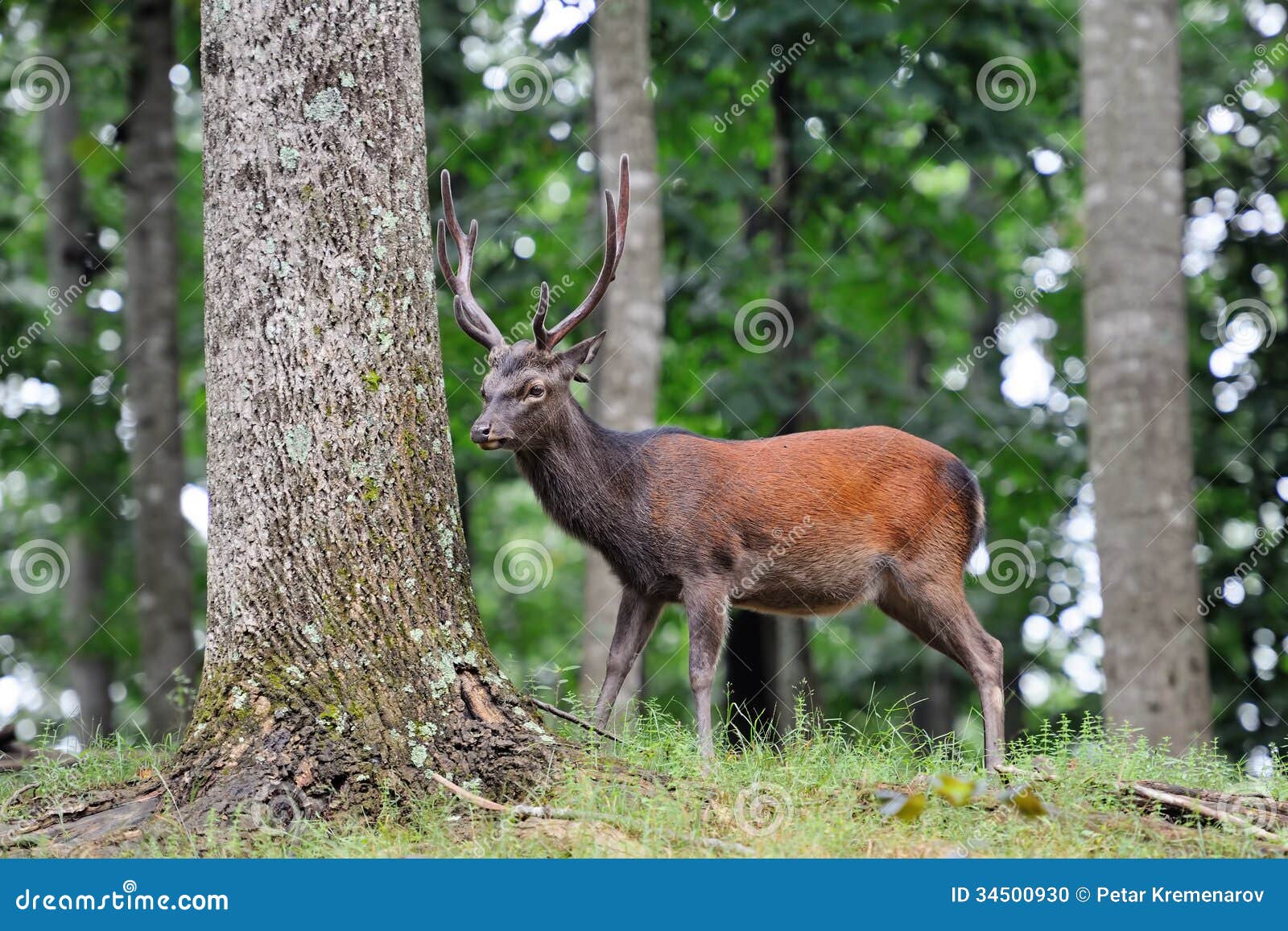 Red Deer buck stock photo. Image of hunting, green, bokeh - 34500930