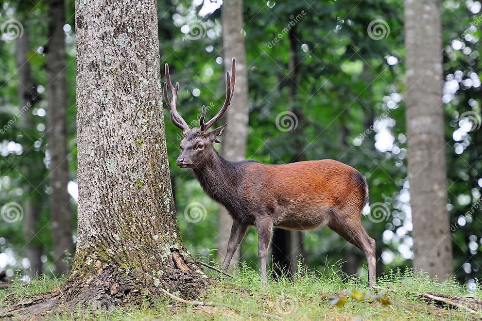 Red Deer buck stock photo. Image of hunting, green, bokeh - 34500930