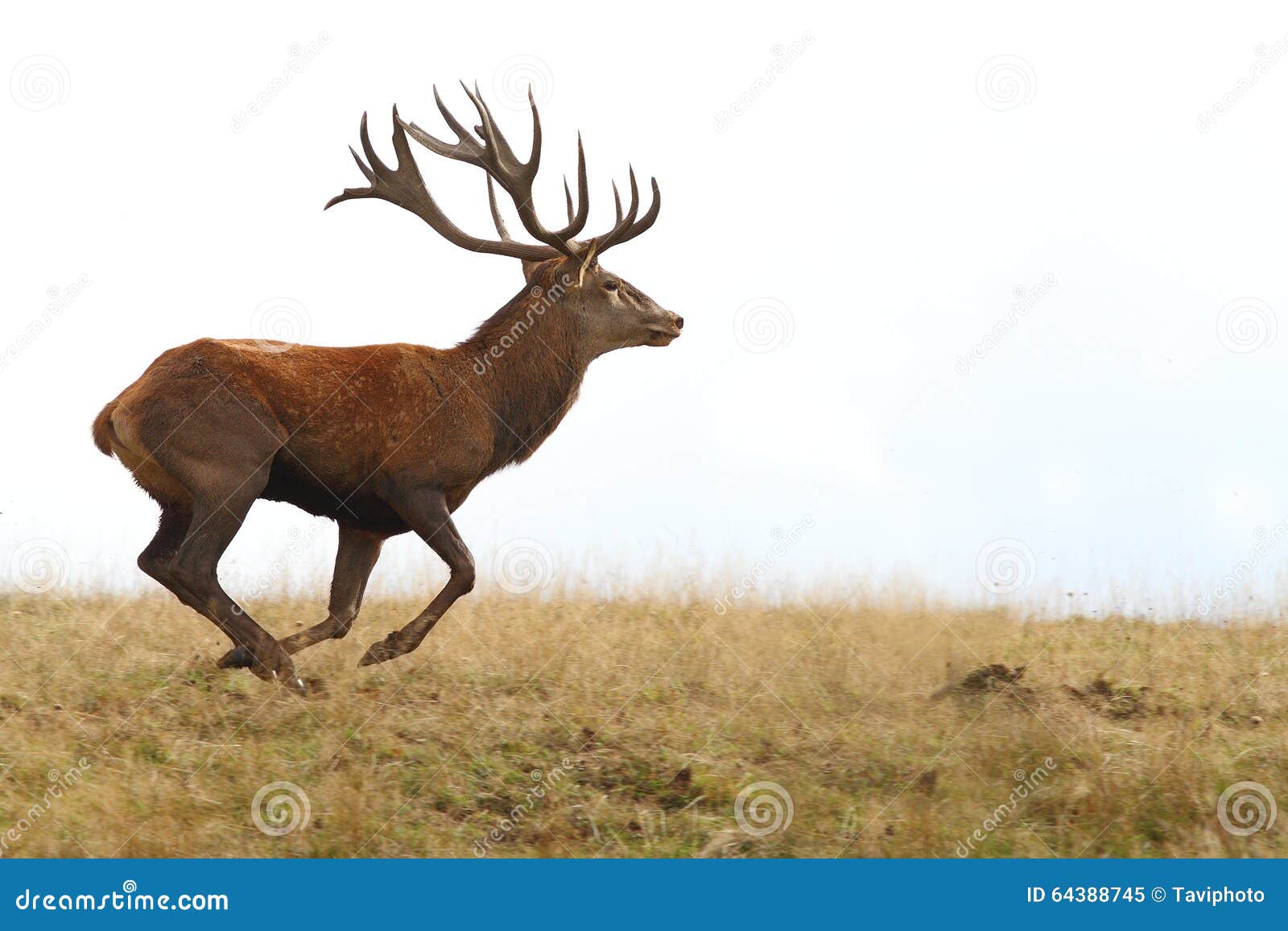 Red Deer Buck Running on Clearing Stock Image - Image of mammal, male ...