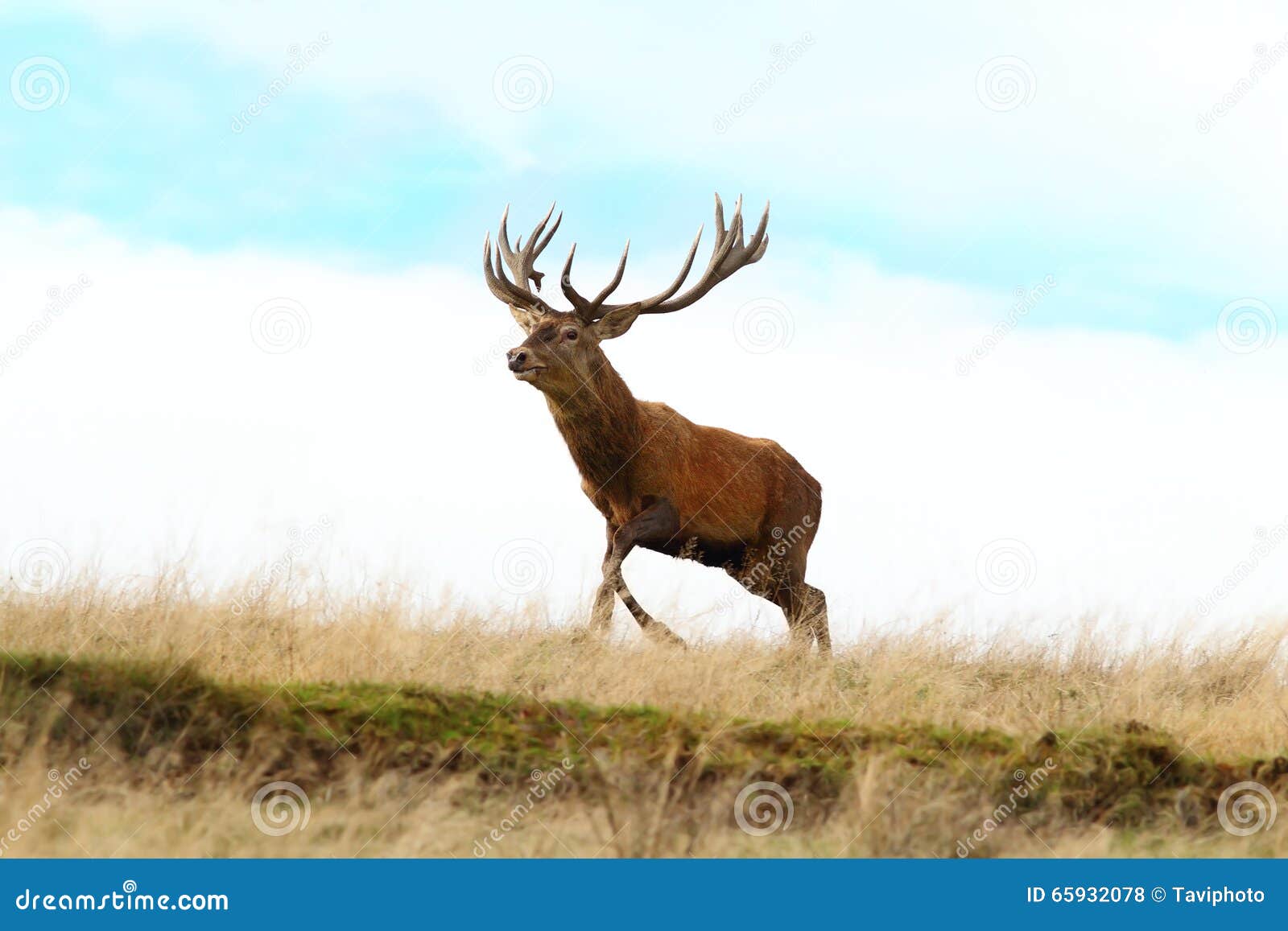 Red Deer Buck Running on Top of a Hill Stock Photo - Image of natural ...
