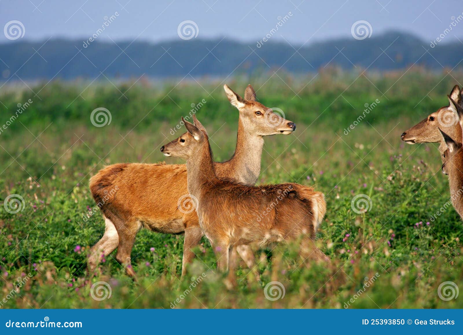 Red deer with calf stock photo. Image of family, newborn - 25393850