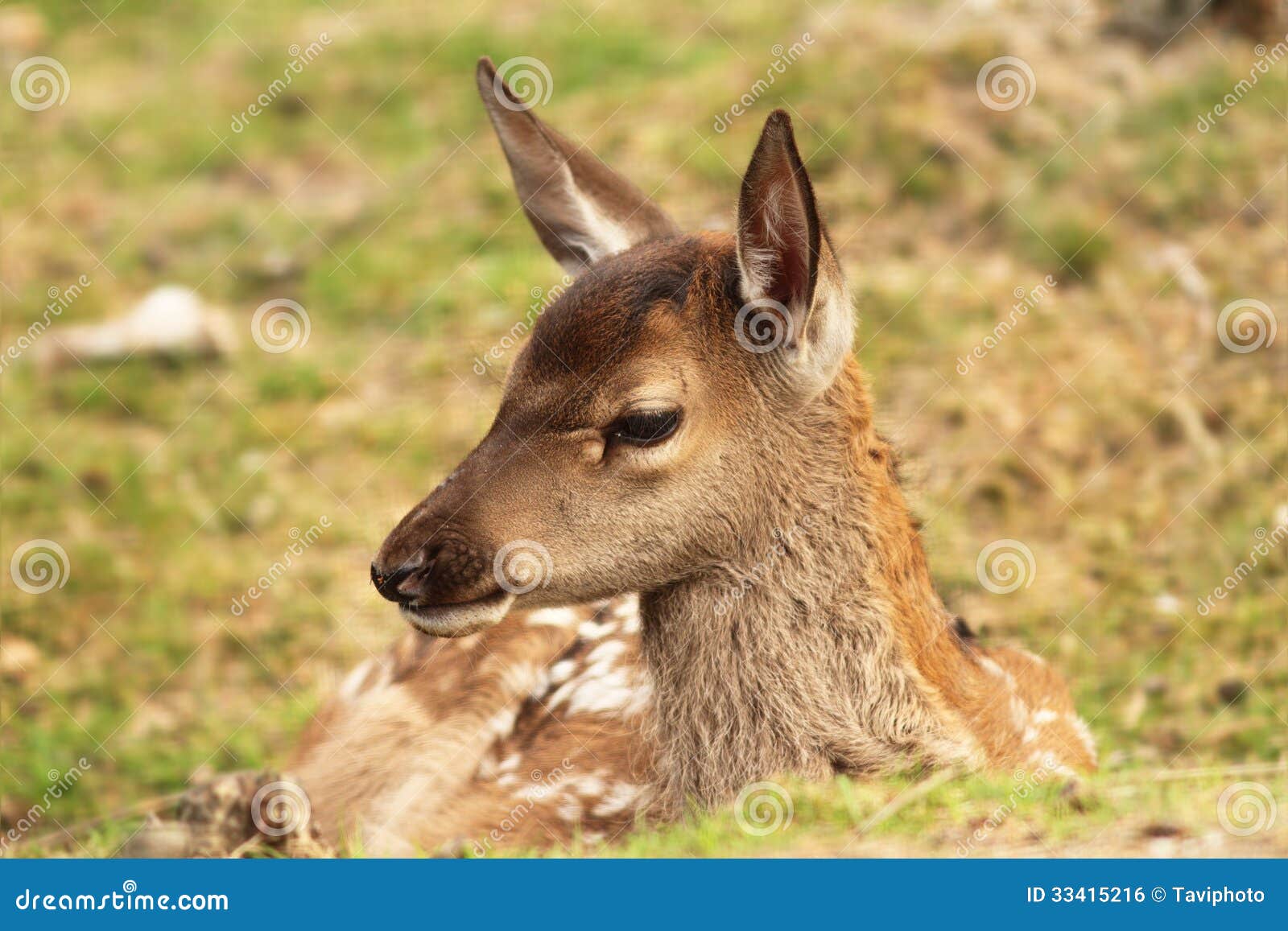 Red Deer Calf, Cervus Elaphus Stock Photo - Image of nature, season ...