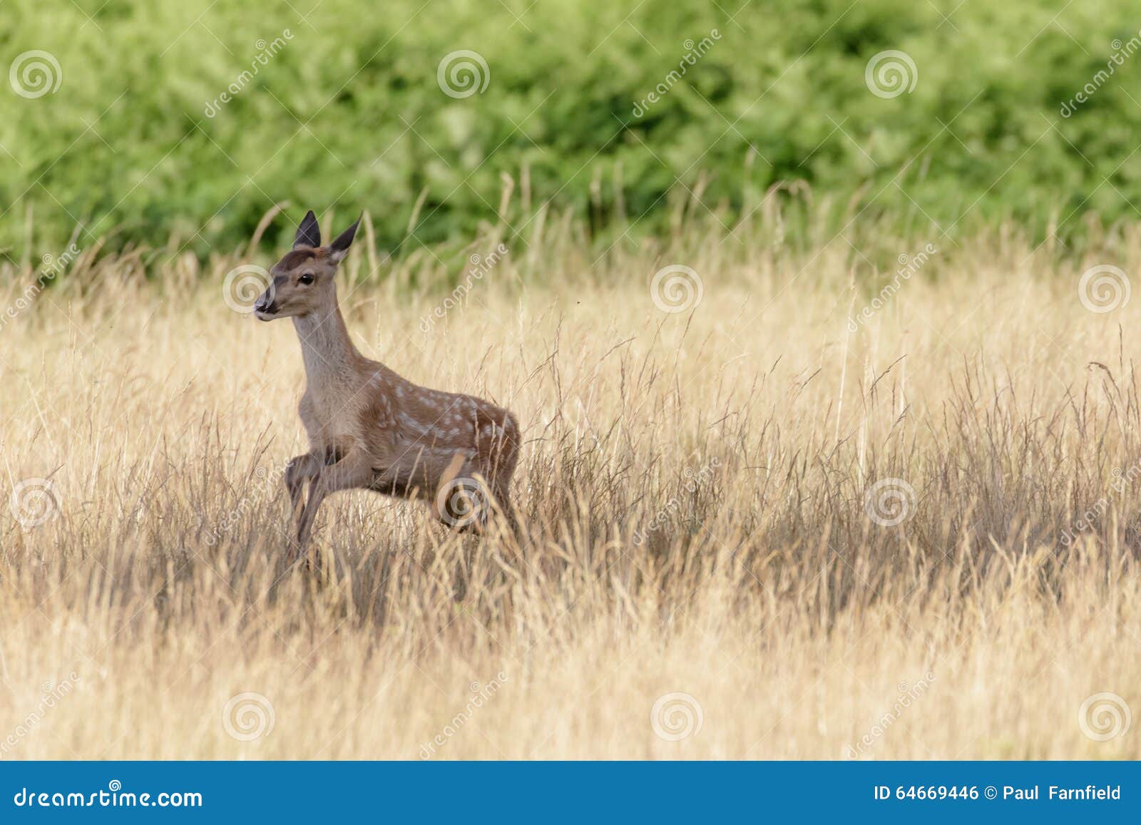 Red Deer Calf (Cervus Elaphus) Stock Photo - Image of game, calves ...