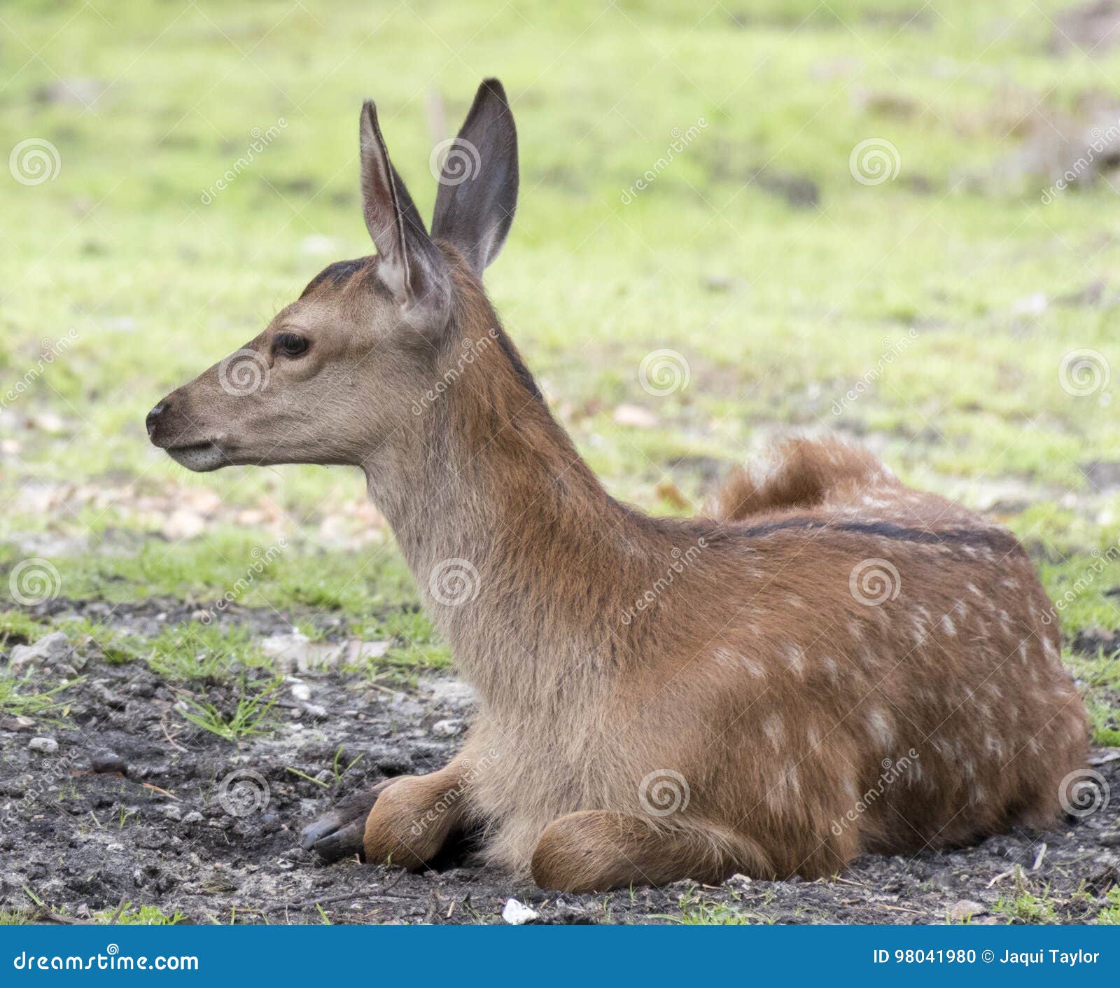 Red deer calf stock photo. Image of cute, deer, calf - 98041980