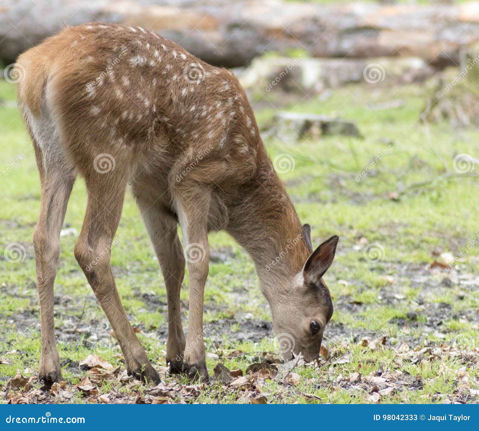 Red deer calf stock image. Image of jackal, snuffling - 98042333