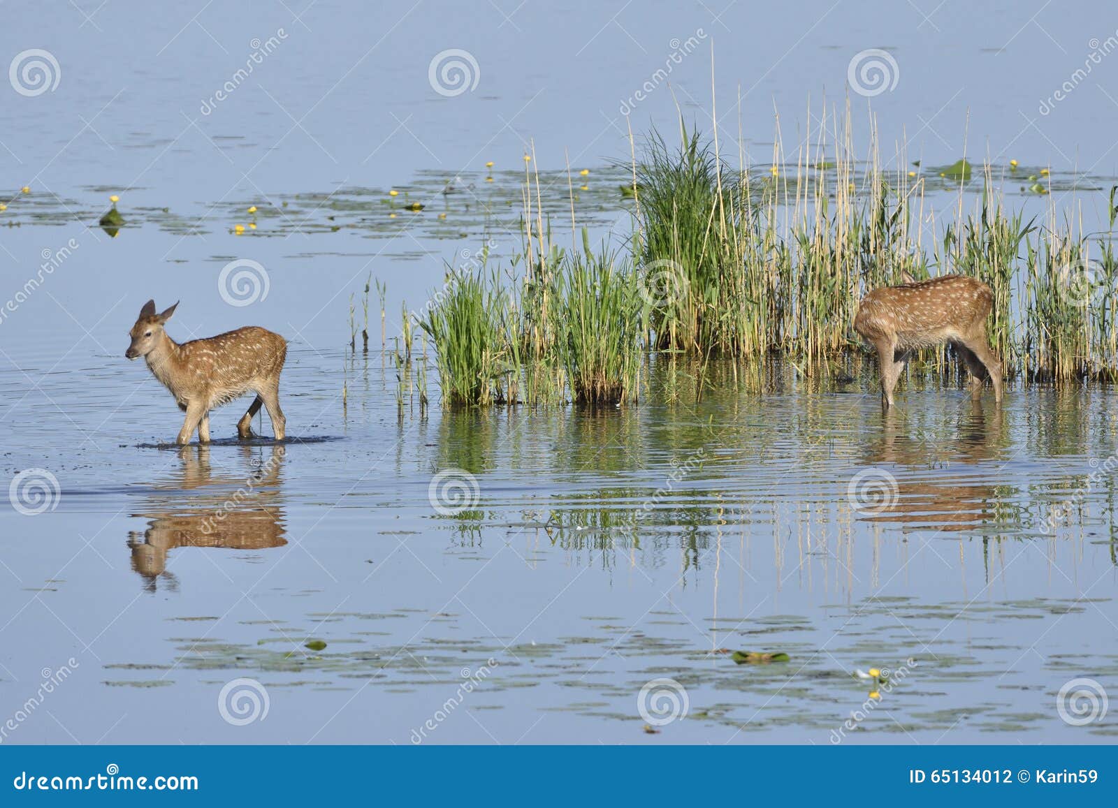 Red deer stock photo. Image of mammal, child, swim, clearing - 65134012