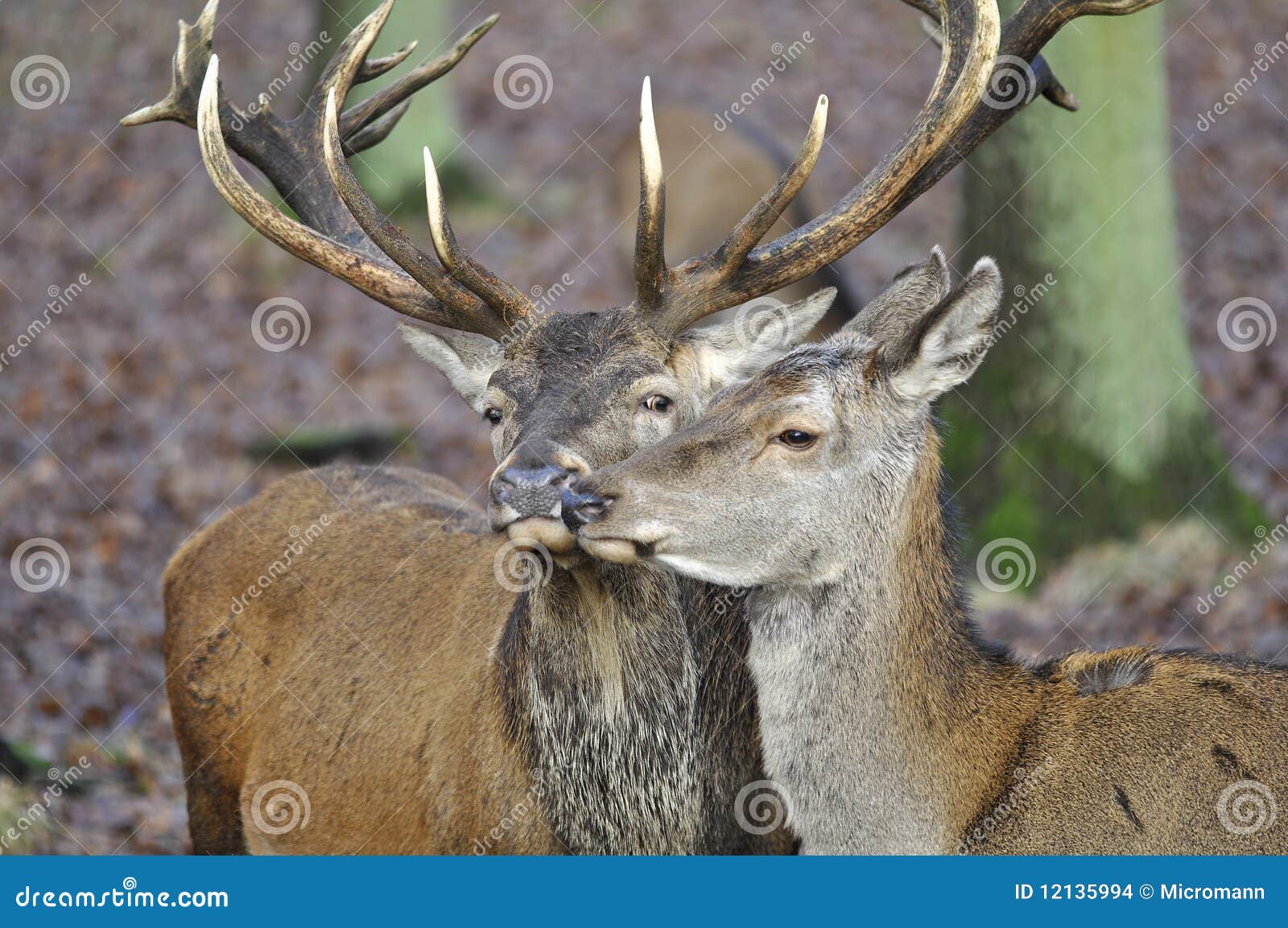 Red Deer - Cervus elaphus stock photo. Image of cervus - 12135994