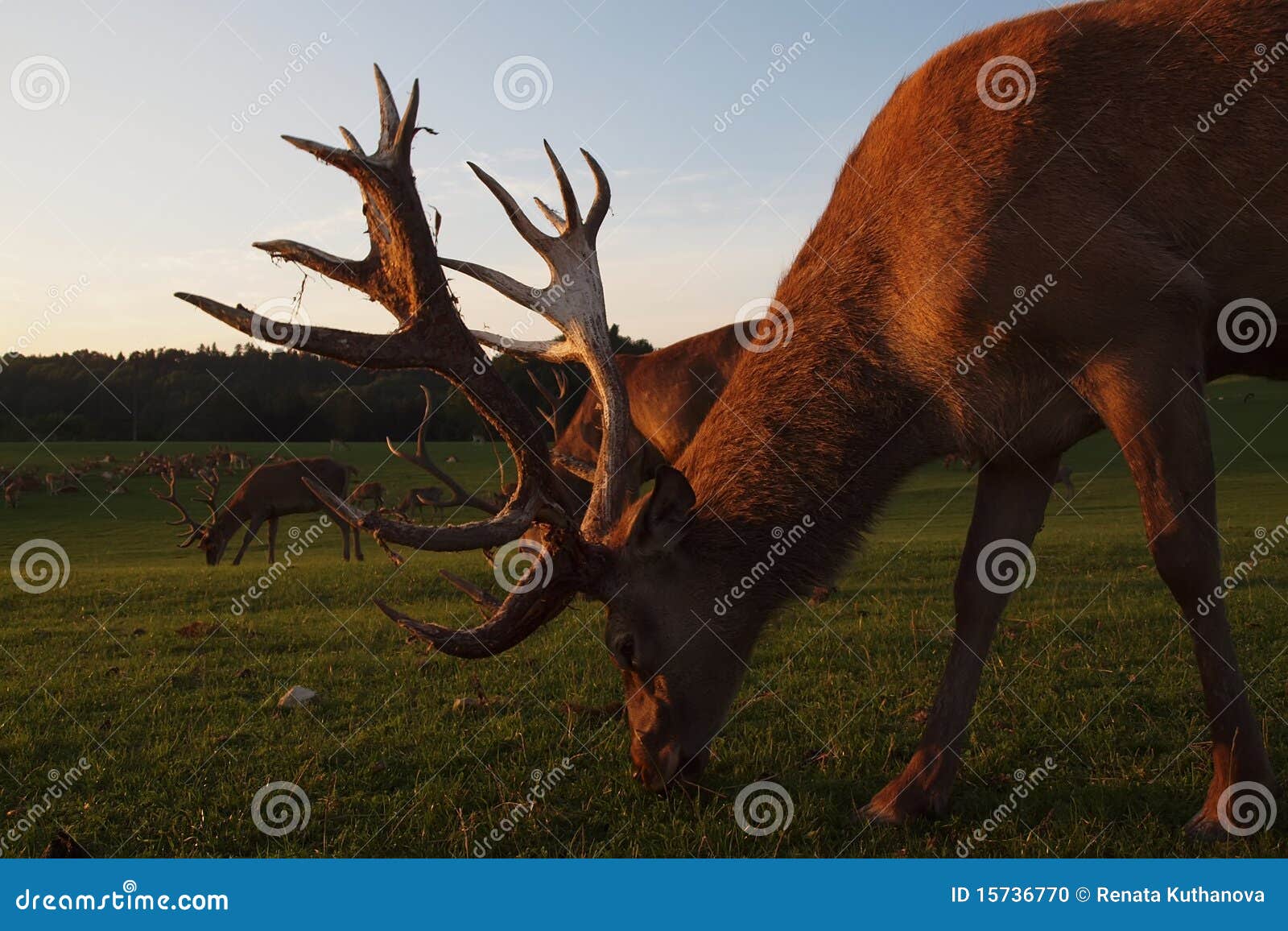 Red Deer (Cervus elaphus) stock vector. Illustration of herd - 15736770