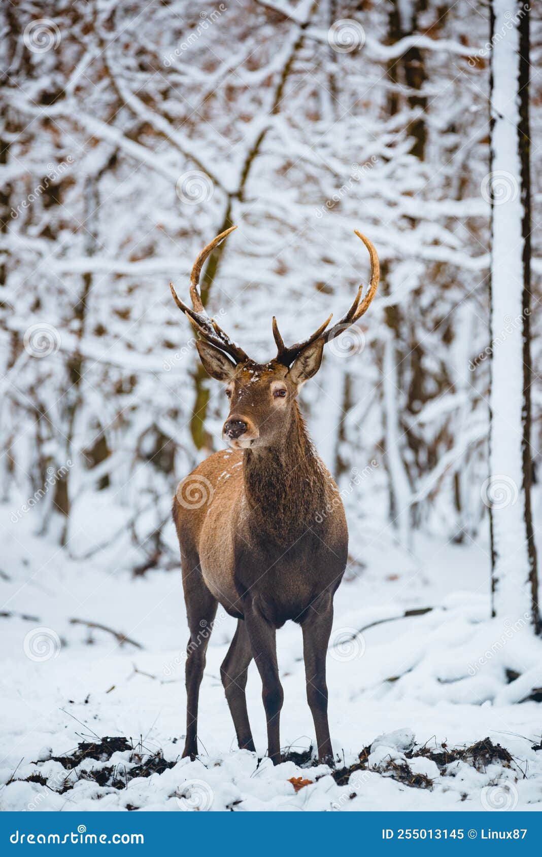 Red Deer Cervus Elaphus Buck in the Winter Forest Stock Image - Image ...