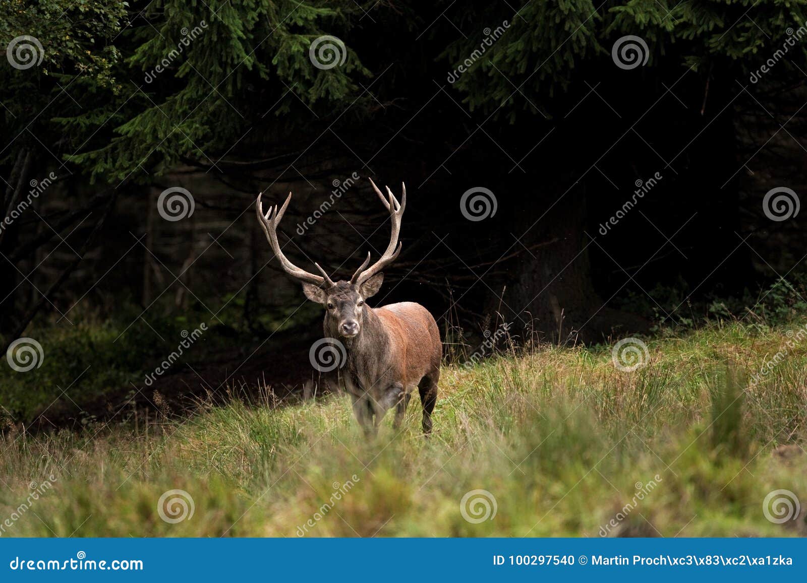 Red Deer, Cervus Elaphus, Czech Republic Stock Photo - Image of nature ...