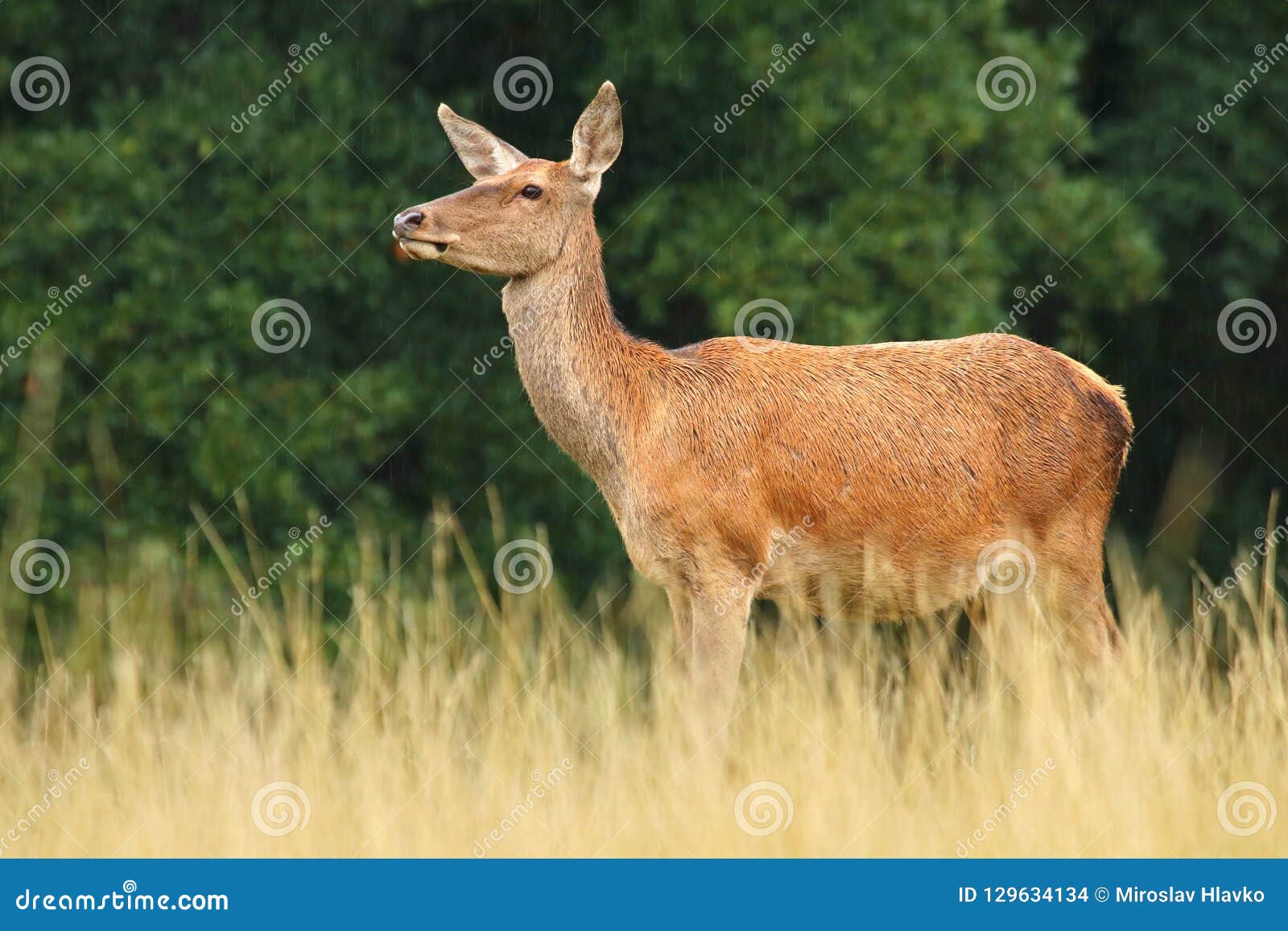 Red Deer Cervus Elaphus Female Stock Photo - Image of breeding, nature ...