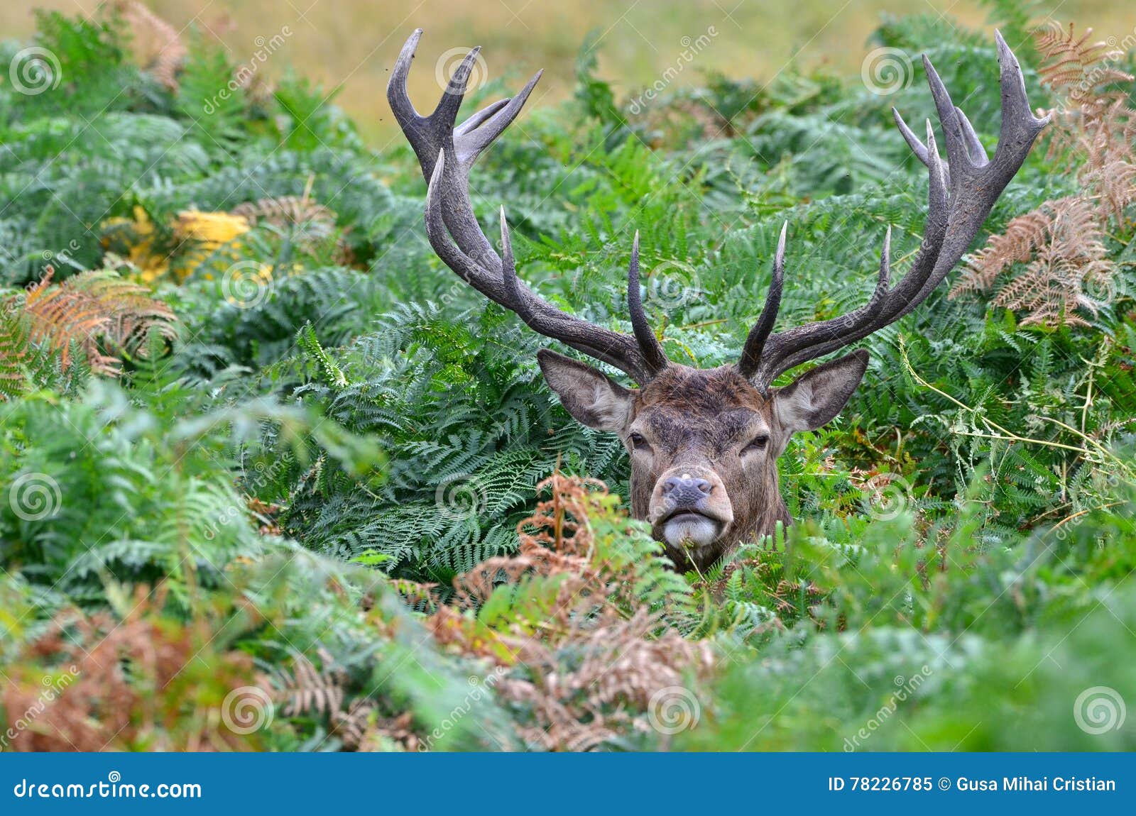 Red deer, Cervus elaphus stock image. Image of elaphus - 78226785