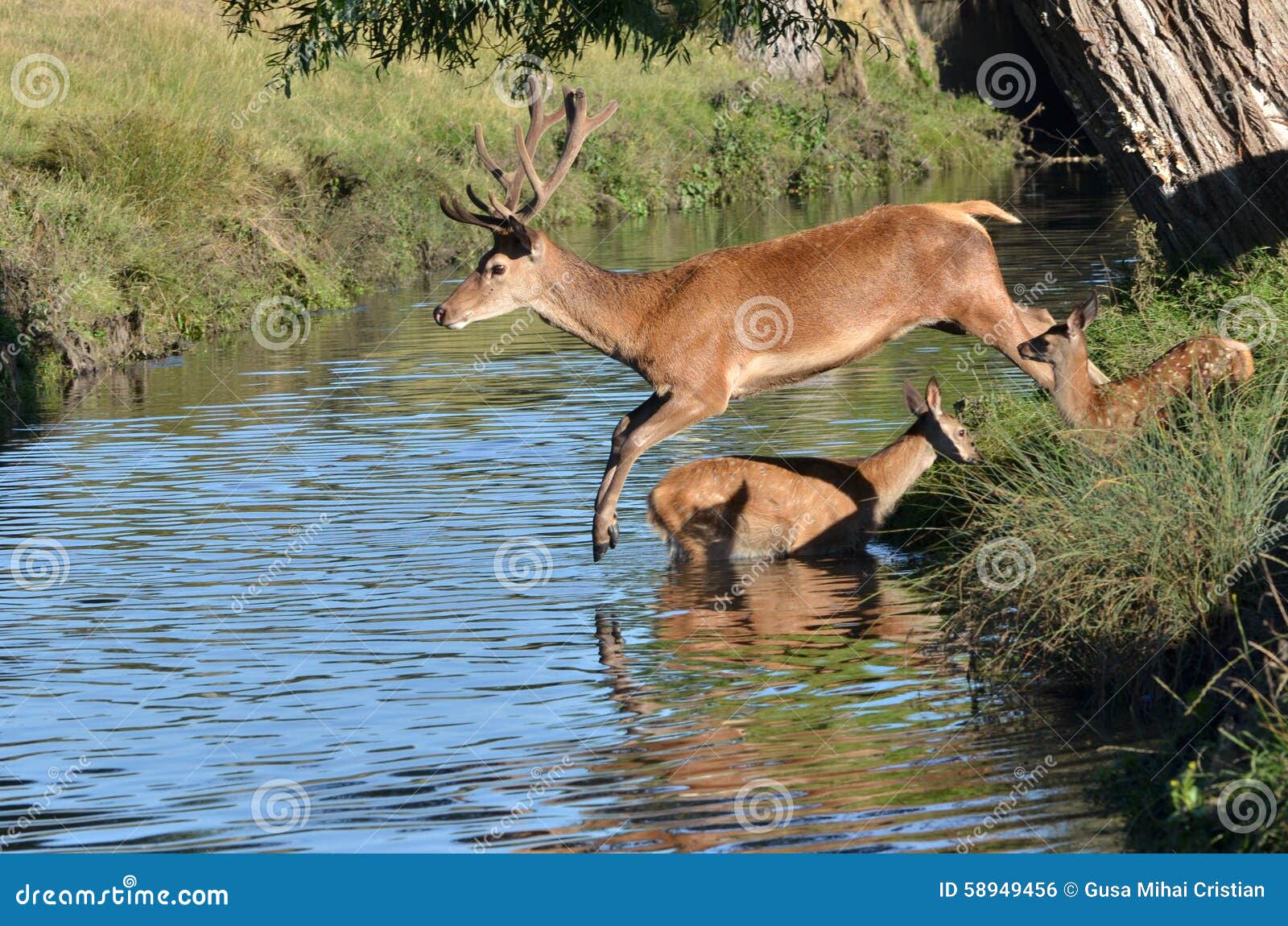 Red deer, Cervus elaphus stock photo. Image of hunter - 58949456