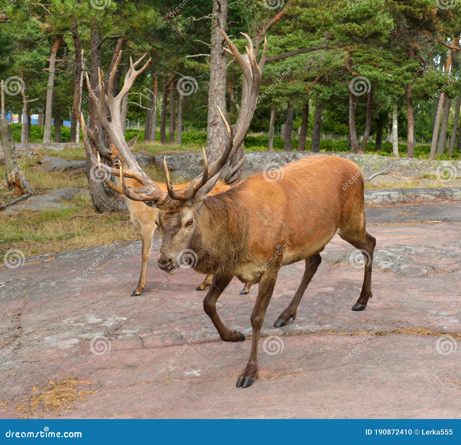 Red Deer Cervus Elaphus with Luxurious Antlers Stock Photo - Image of ...