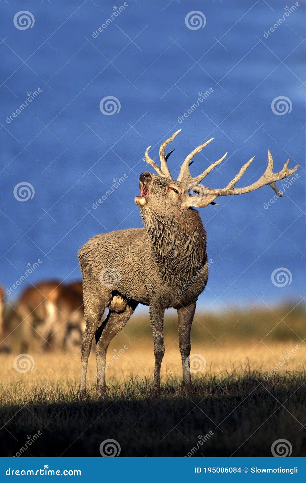 RED DEER Cervus Elaphus, MALE BELLING during the RUT Stock Photo ...