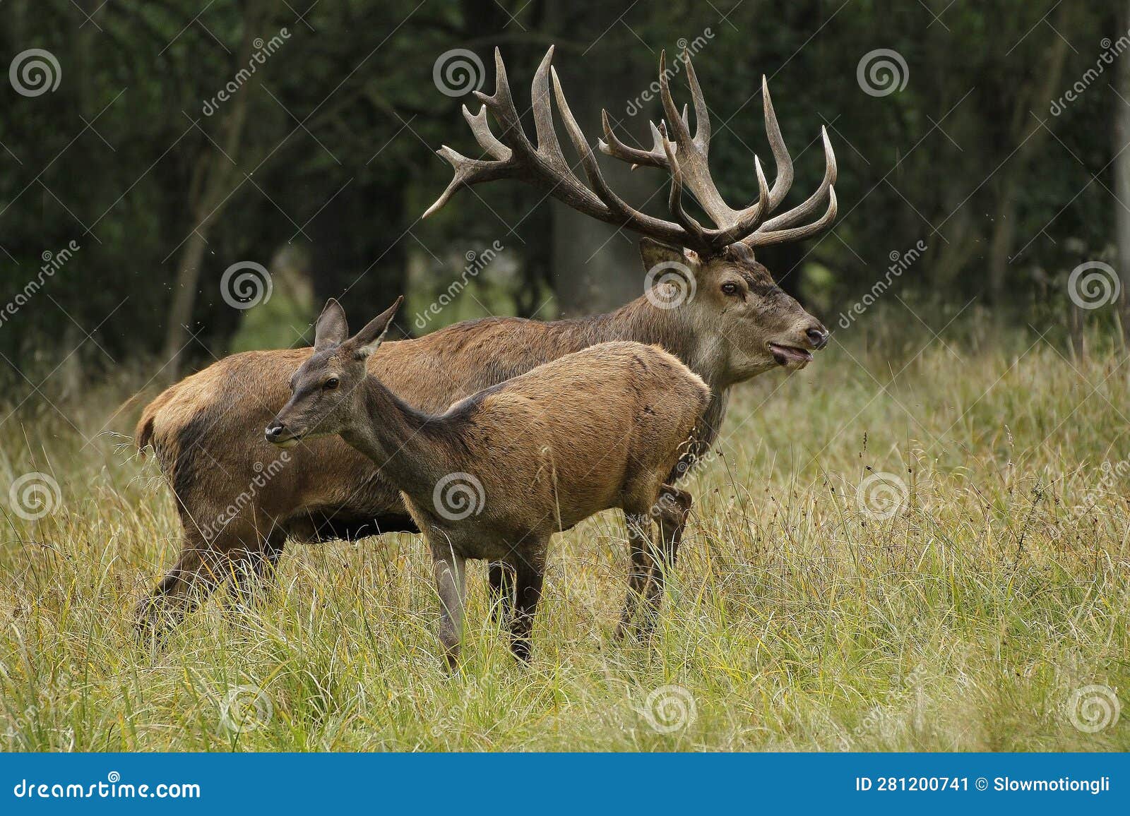 Red Deer, Cervus Elaphus, Stag and Female, Sweden Stock Image - Image ...