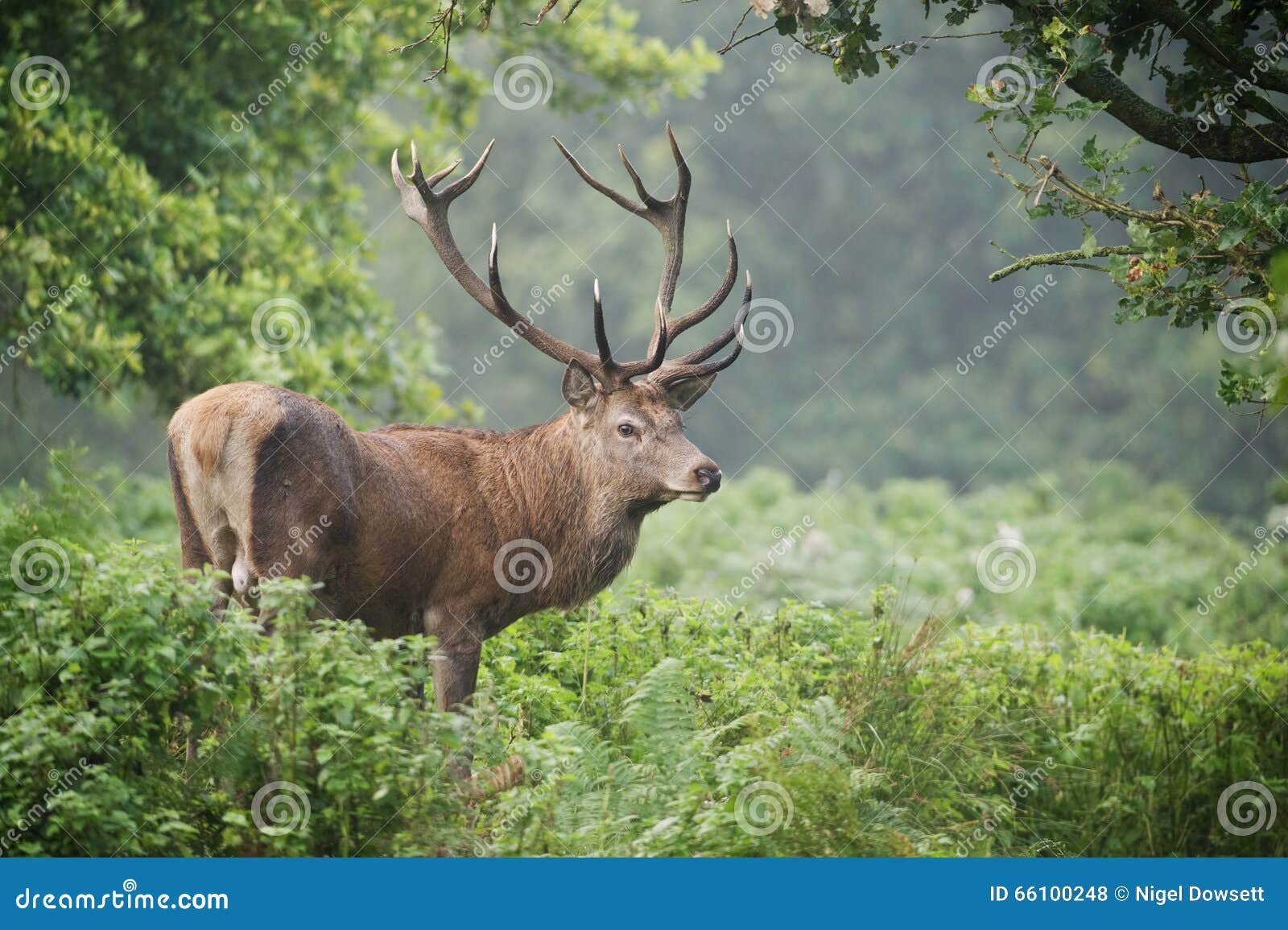 Red Deer (Cervus Elaphus) Stag Stock Photo - Image of sunrise, rural ...