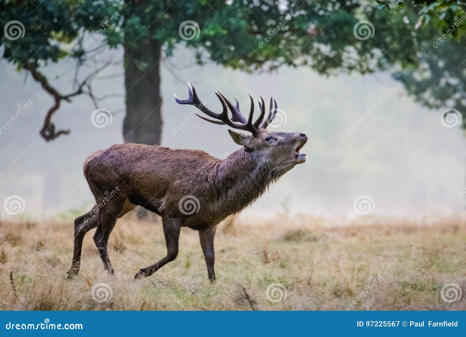 Red Stag Sideview Stock Photos - Free & Royalty-Free Stock Photos from ...