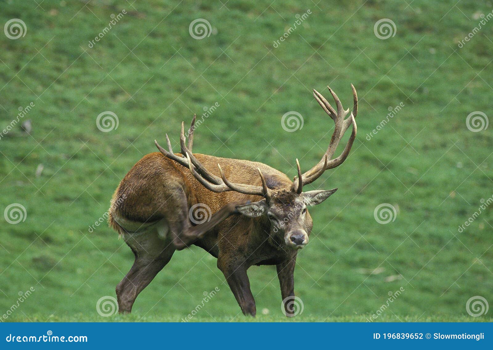 Red Deer, Cervus Elaphus, Stag Scratching with Its Hind Leg Stock Photo ...