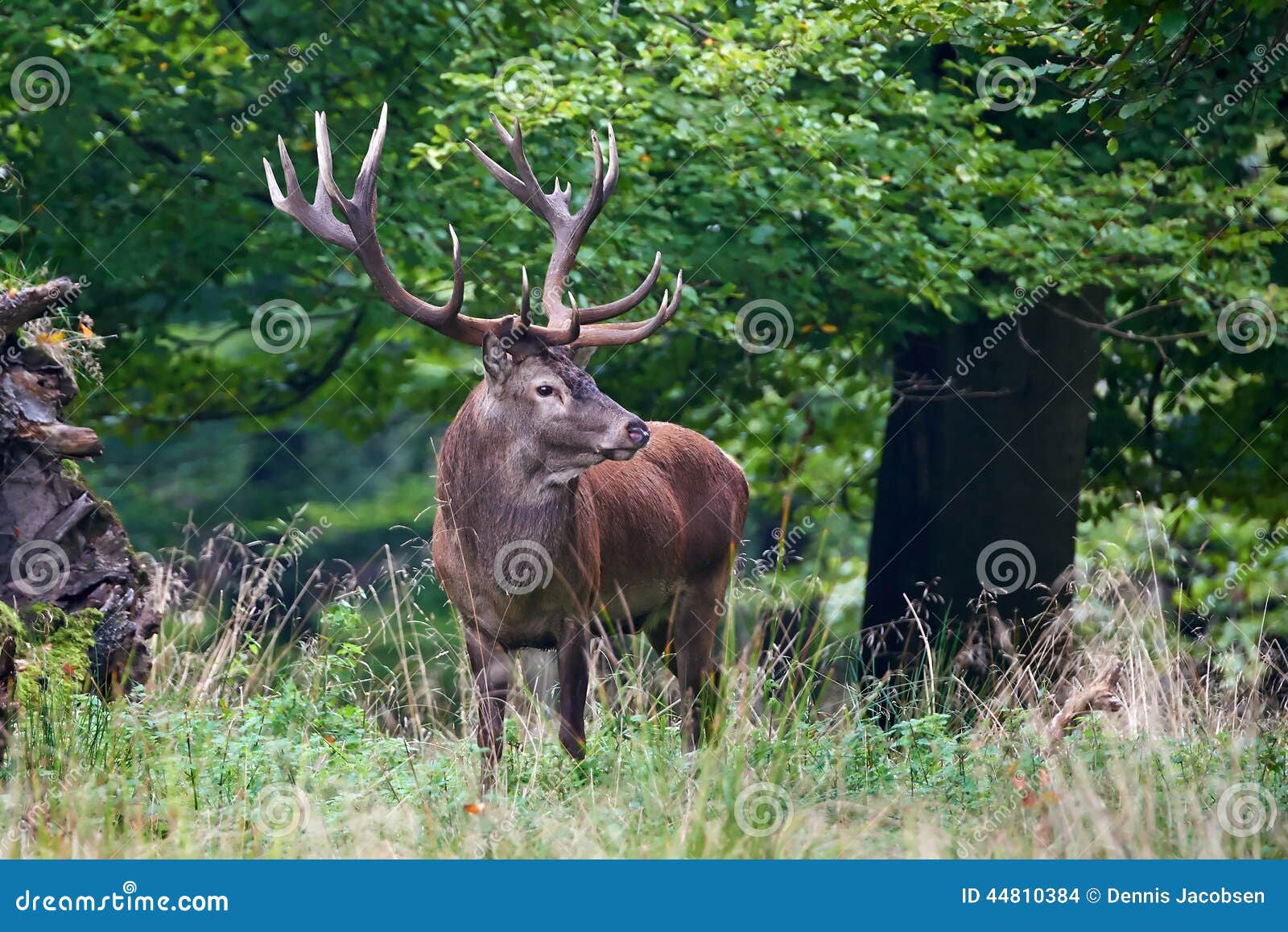 Red deer (Cervus elaphus) stock photo. Image of deer - 44810384