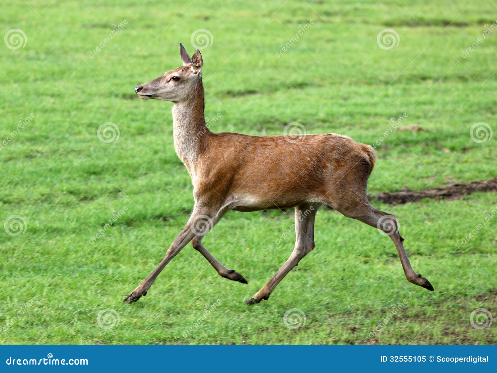 Red Deer stock image. Image of flora, female, wild, field - 32555105