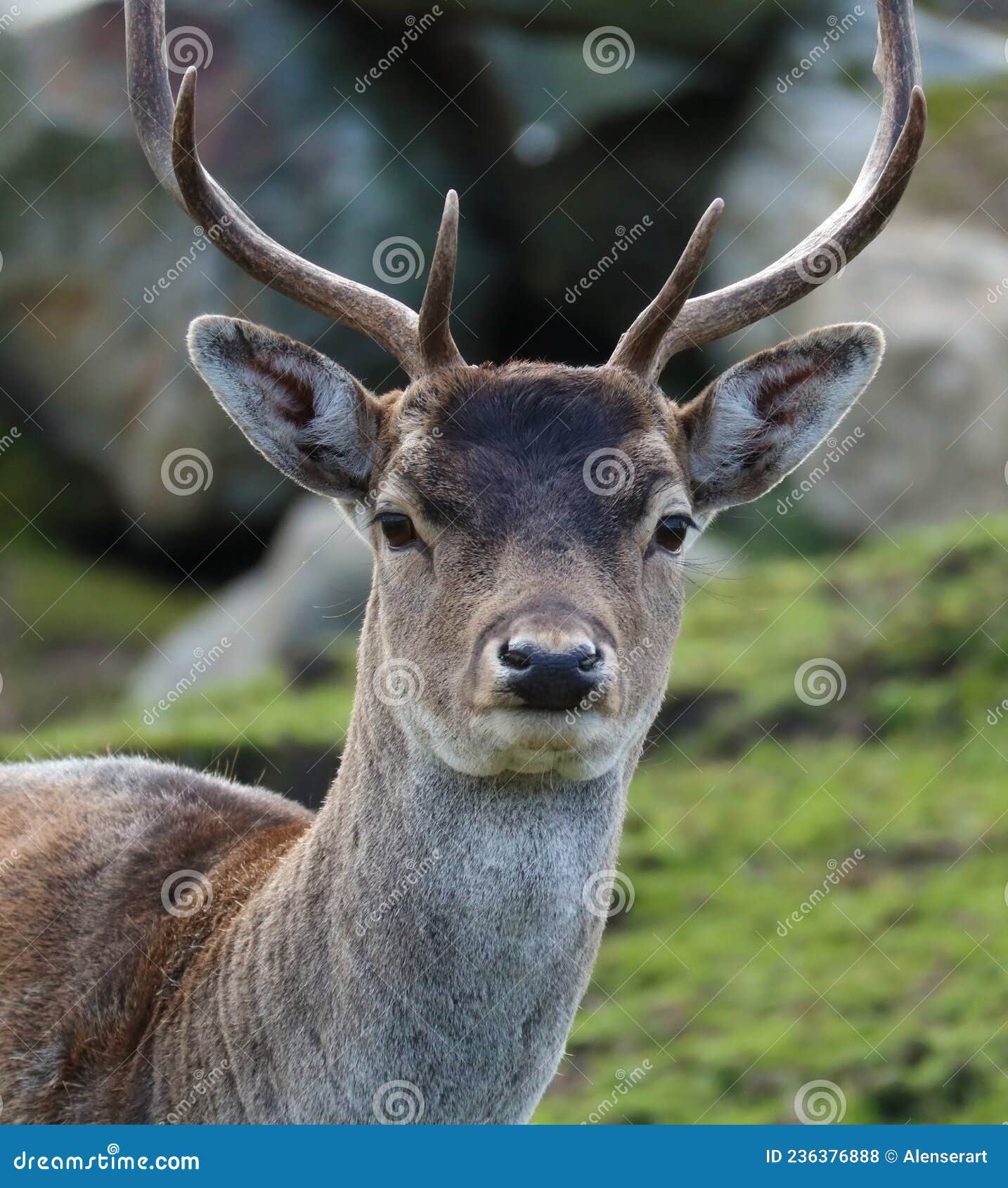 Red deer close-up stock photo. Image of portrait, environment - 236376888