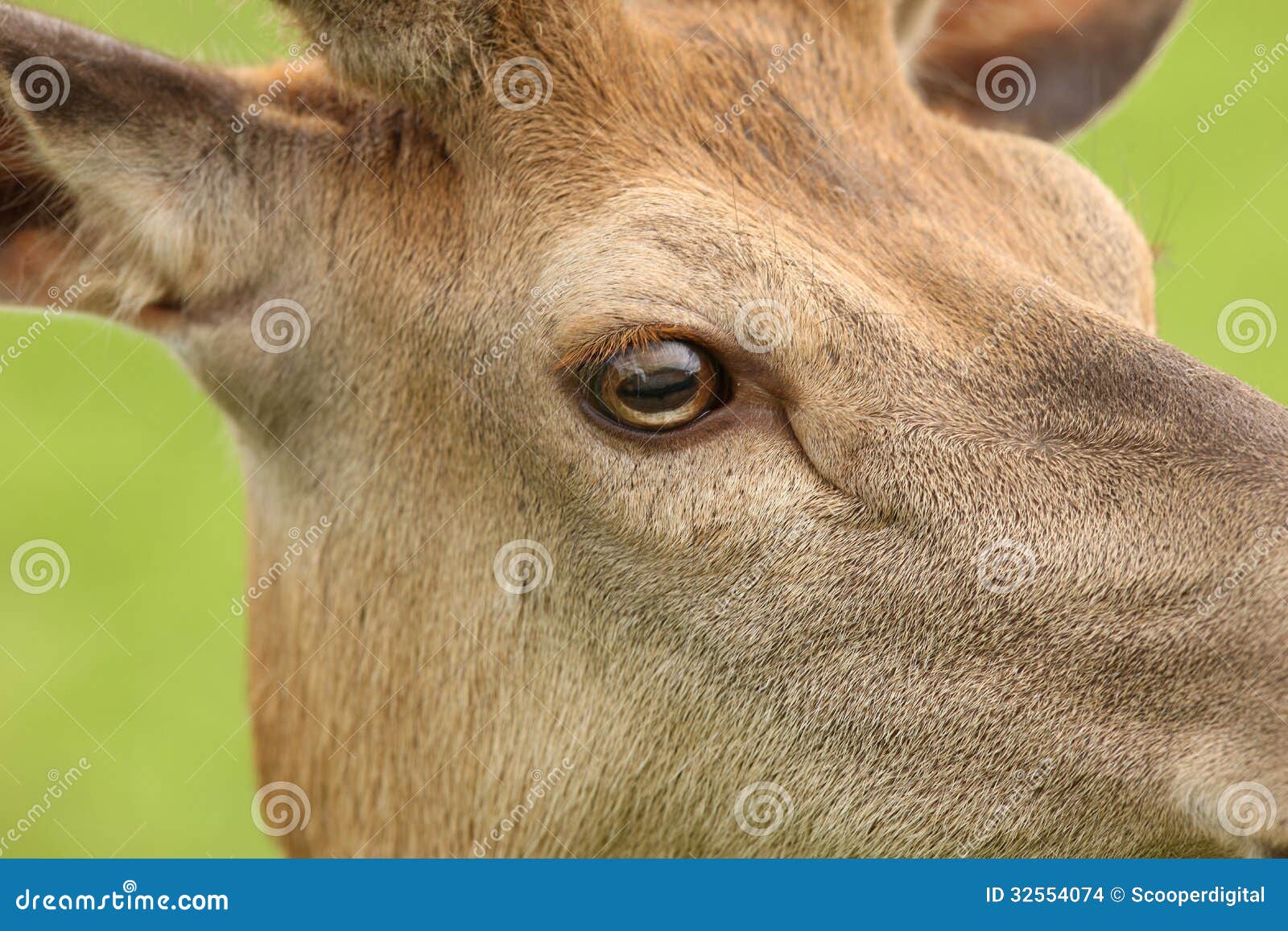 Red Deer close up stock photo. Image of antlers, ears - 32554074