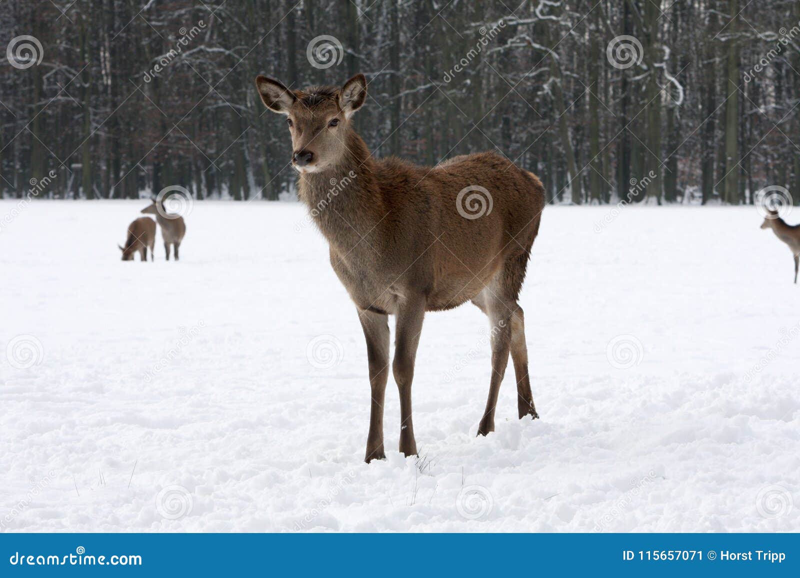 Red Deer on a Cold Wintry Day in Snow Stock Image - Image of winter ...