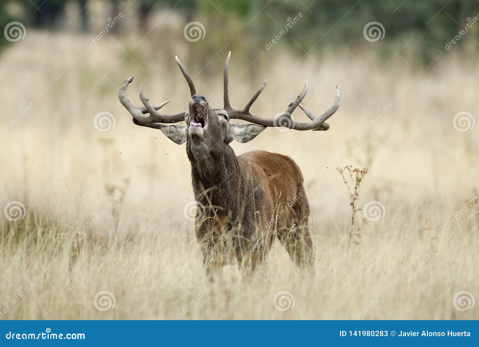 Red Deer, Deers, Cervus Elaphus , Stag, Red Deer Roaring Stock Image ...