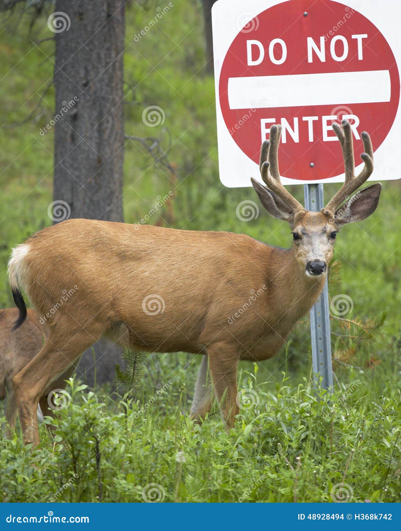 Red Deer with Do Not Enter Signal. Jasper Stock Photo - Image of cervus ...