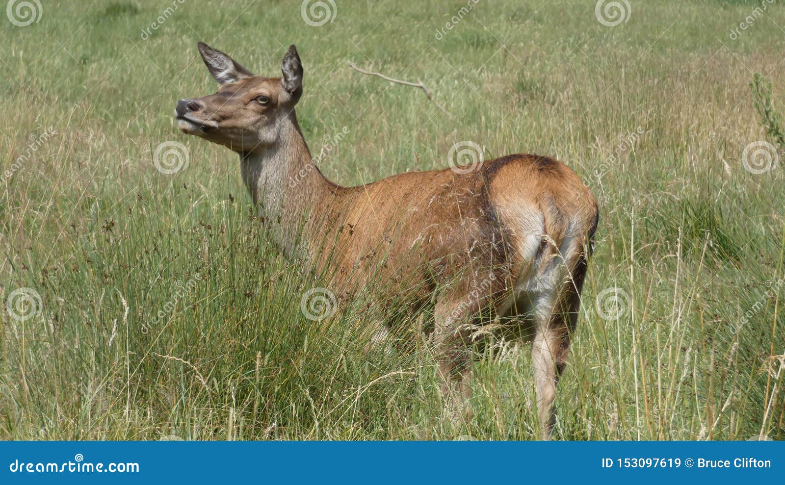 Red Deer Doe on a Beautiful Summer Day in England Stock Image - Image ...