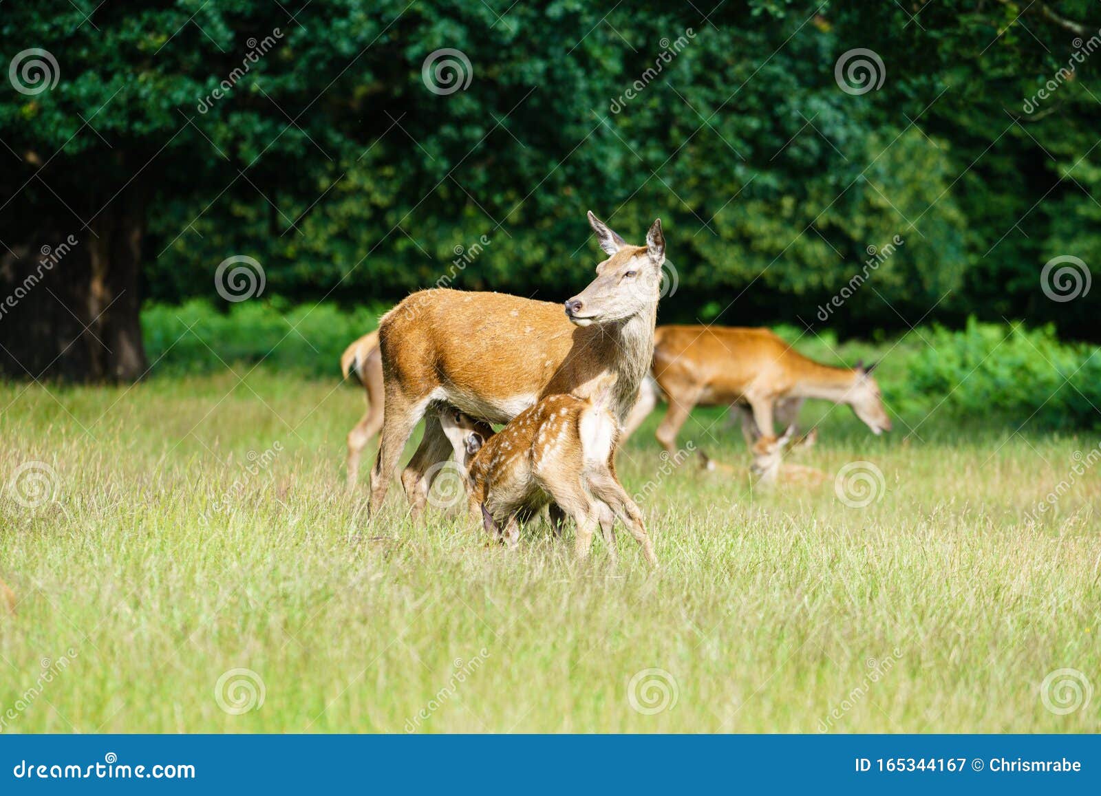 Red Deer Doe (Cervus Elaphus), Taken in United Kingdom Stock Image ...