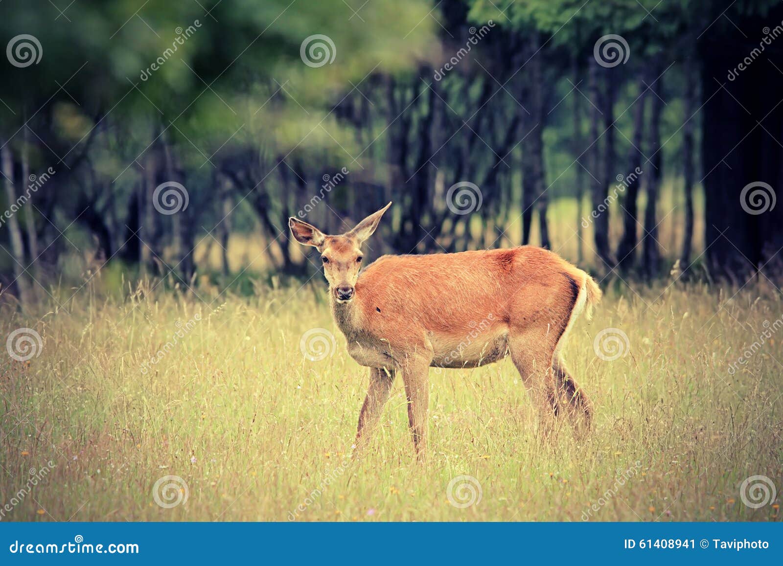 Red deer doe in the forest stock image. Image of camera - 61408941