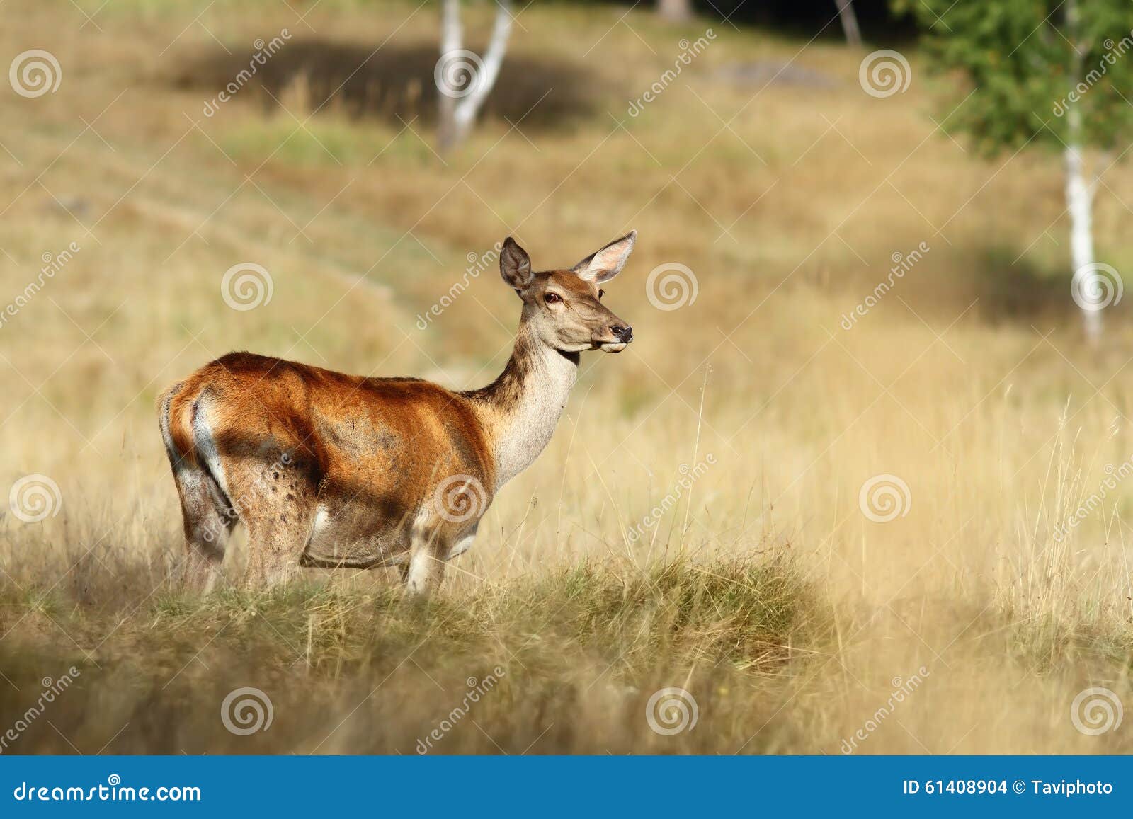 Red Deer Doe Standing in a Clearing Stock Photo - Image of female ...