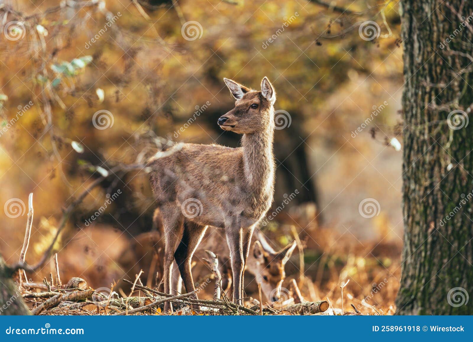 Red Deer Doe in the Woods during Autumn. Stock Photo - Image of fauna ...