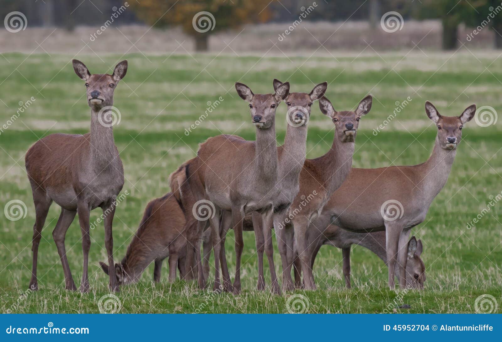 Red deer does stock photo. Image of tatton, detailed - 45952704