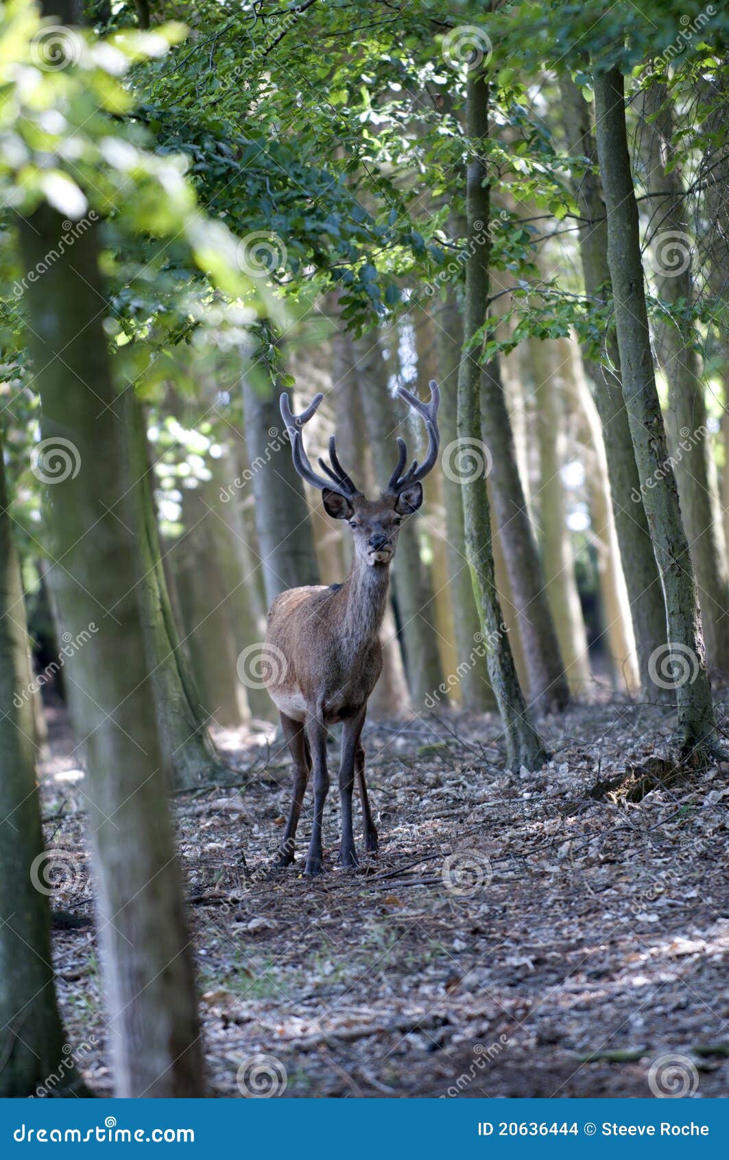 Red deer in England editorial stock image. Image of male - 20636444