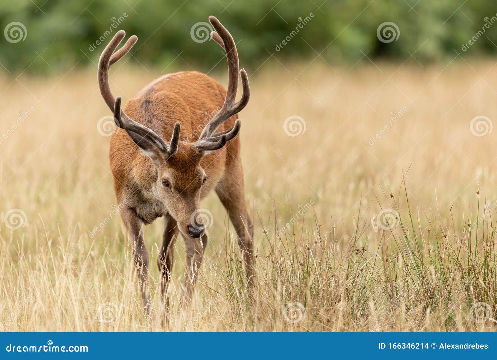 Red Deer in the England Forest Stock Photo - Image of concept, cervus ...