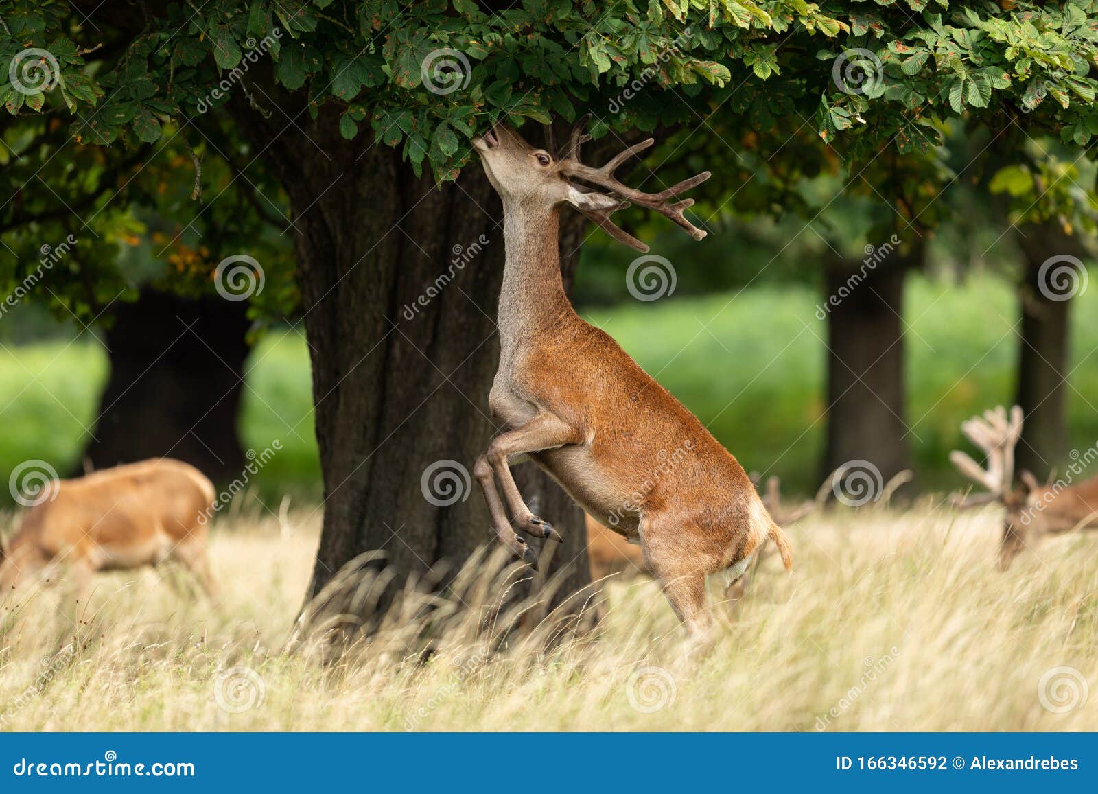 Red Deer in the England Forest Stock Photo - Image of elaphus, male ...