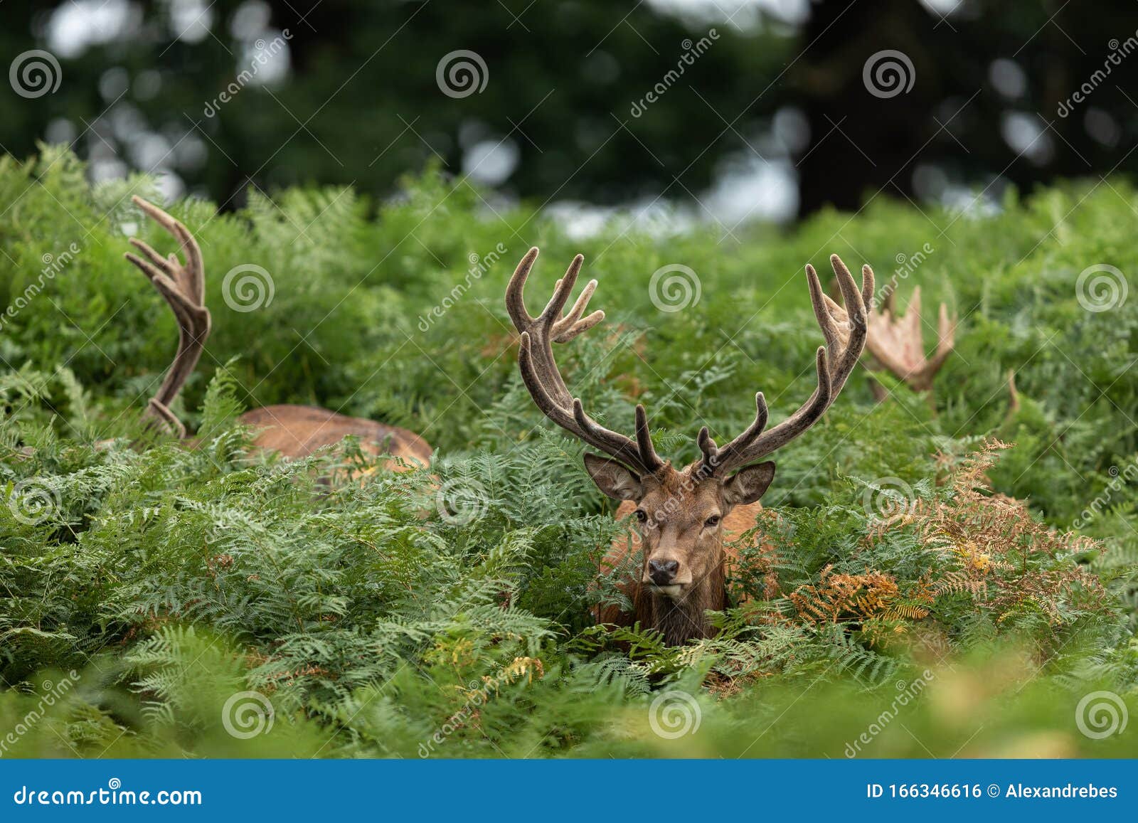 Red Deer in the England Forest Stock Photo - Image of nature, foliage ...