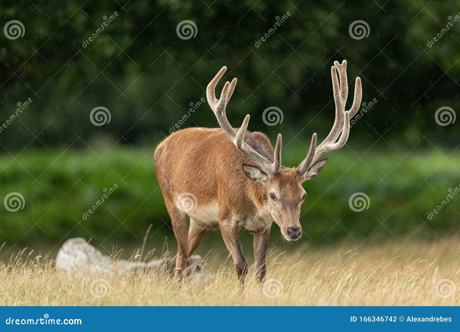 Red Deer in the England Forest Stock Photo - Image of natural, fall ...
