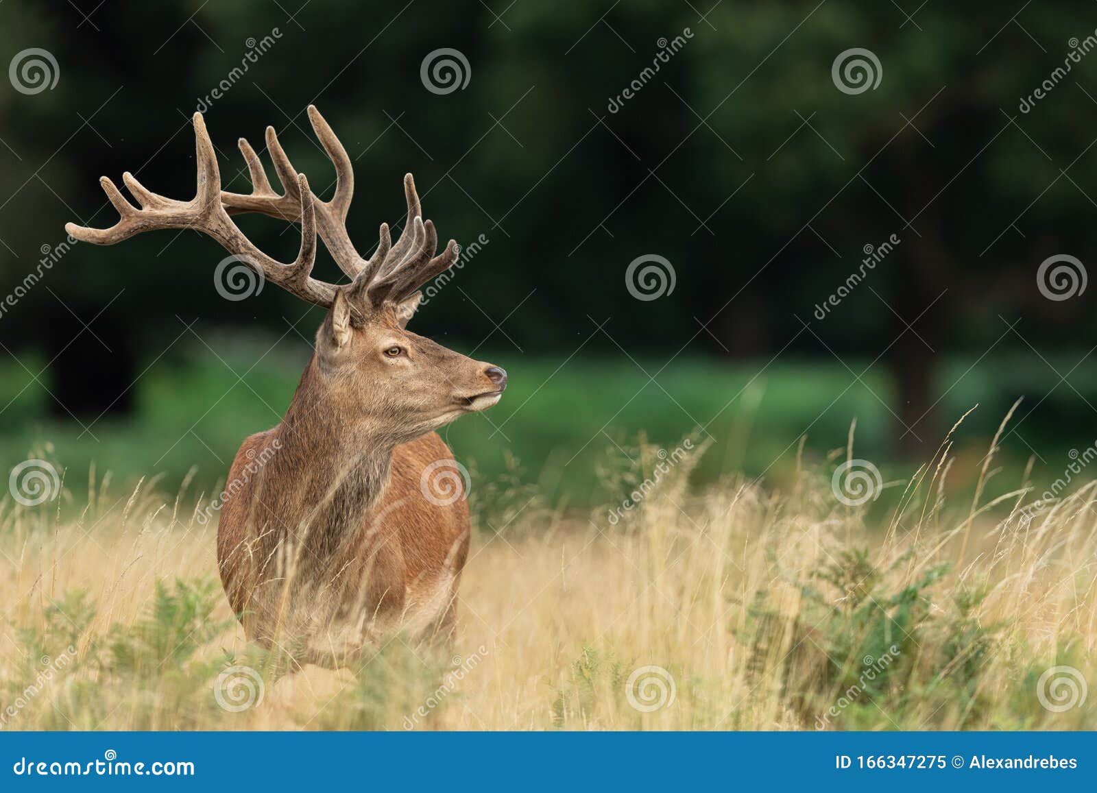 Red Deer in the England Forest Stock Image - Image of buck, europe ...