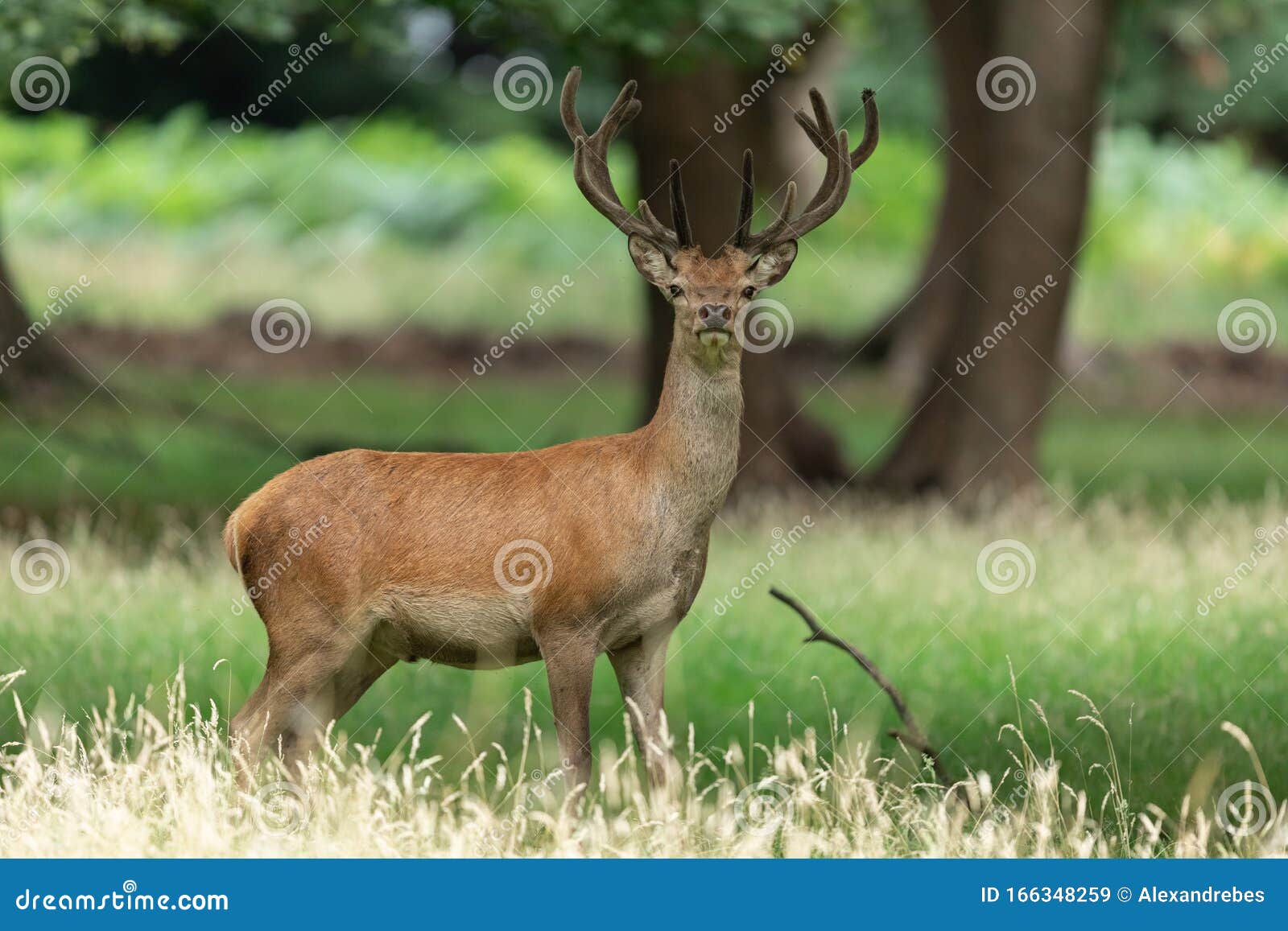 Red Deer in the England Forest Stock Image - Image of natural, isolated ...