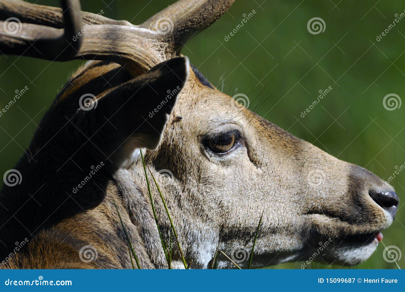 Red deer face stock image. Image of horn, nature, animal - 15099687